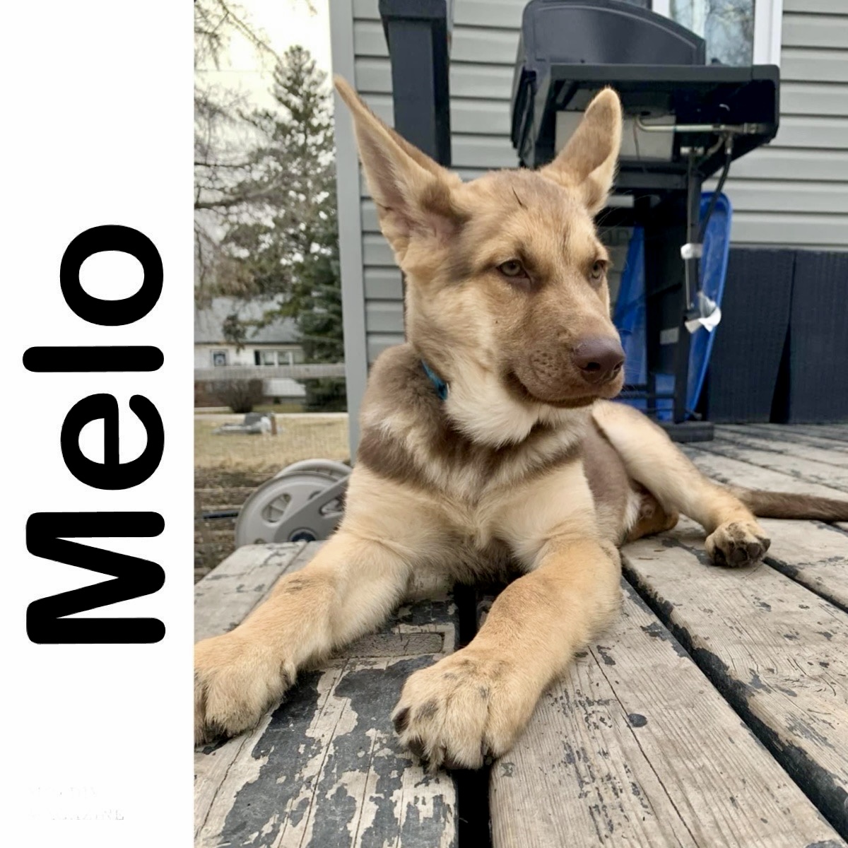 Melo - Manitoba Mutts Dog Rescue