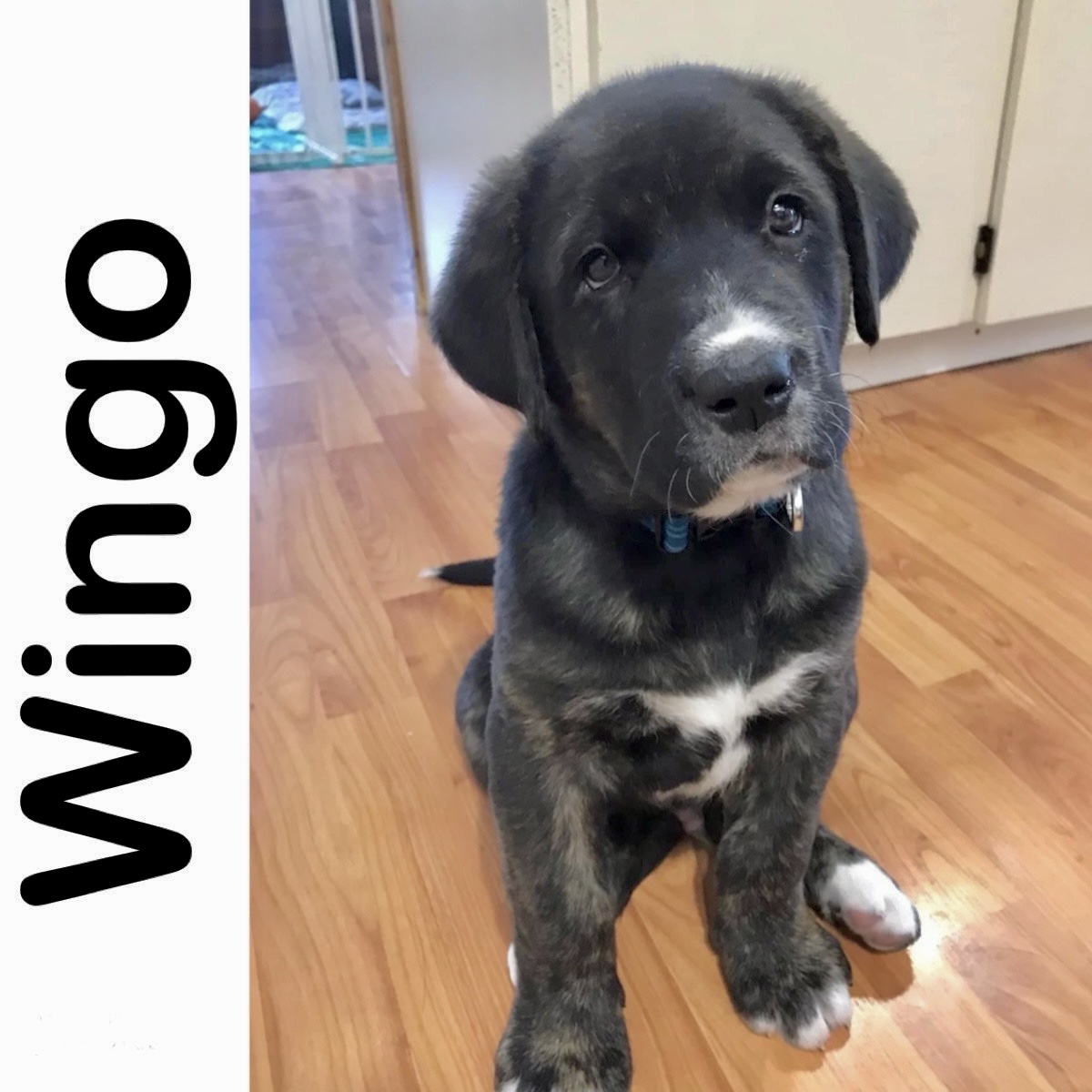 Wingo - Manitoba Mutts Dog Rescue