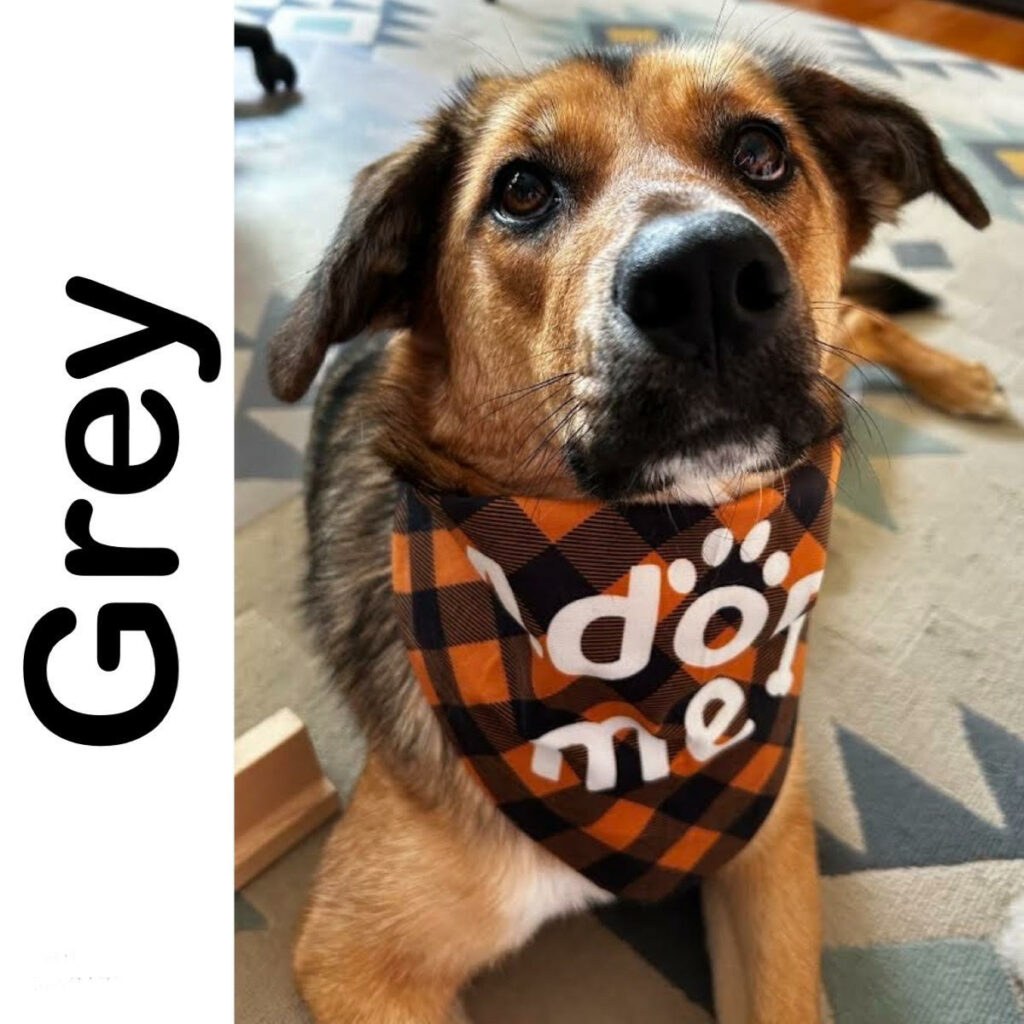 Adoptable Dogs - Manitoba Mutts Dog Rescue