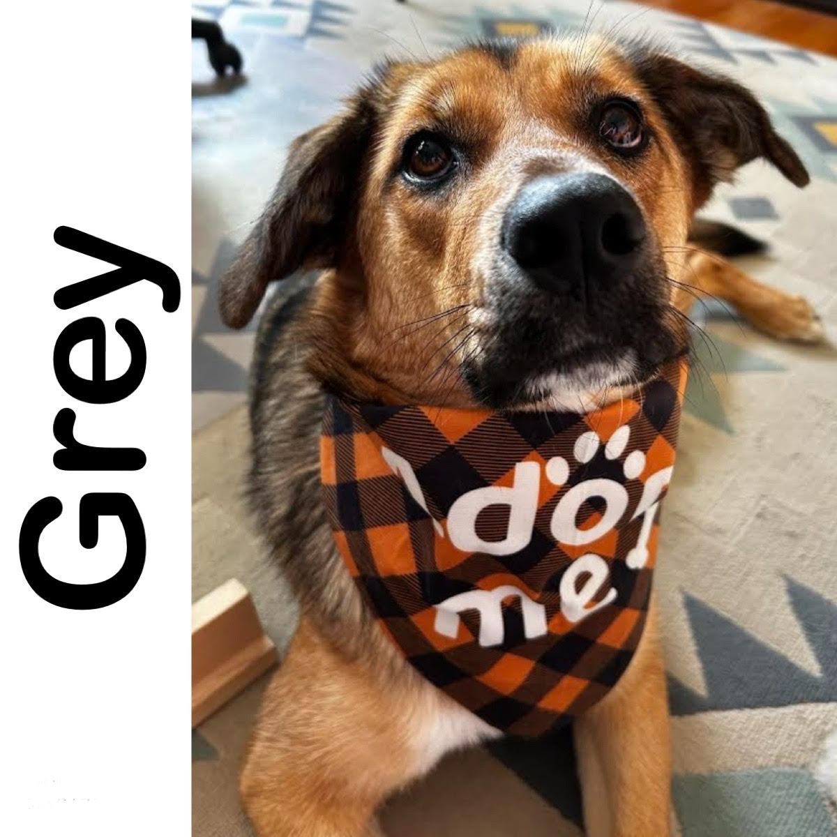 Grey - Manitoba Mutts Dog Rescue