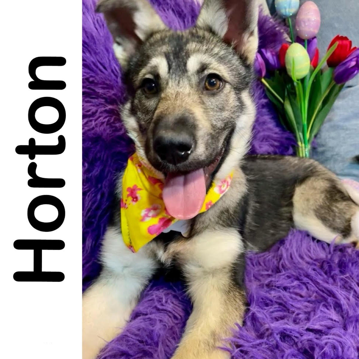 Horton - Manitoba Mutts Dog Rescue