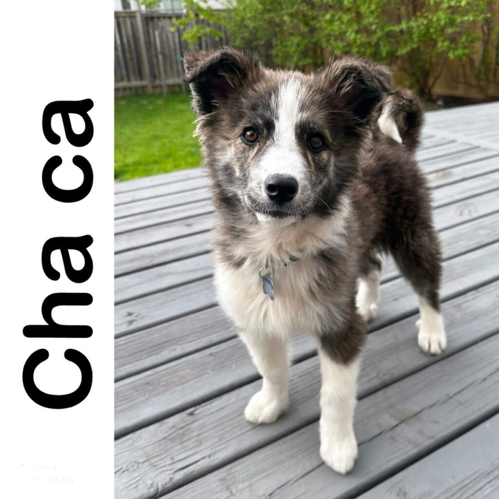 Cha ca - Manitoba Mutts Dog Rescue