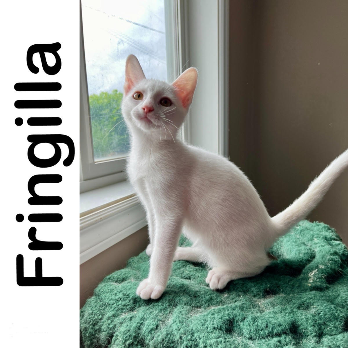 Fringilla - Manitoba Mutts Dog Rescue