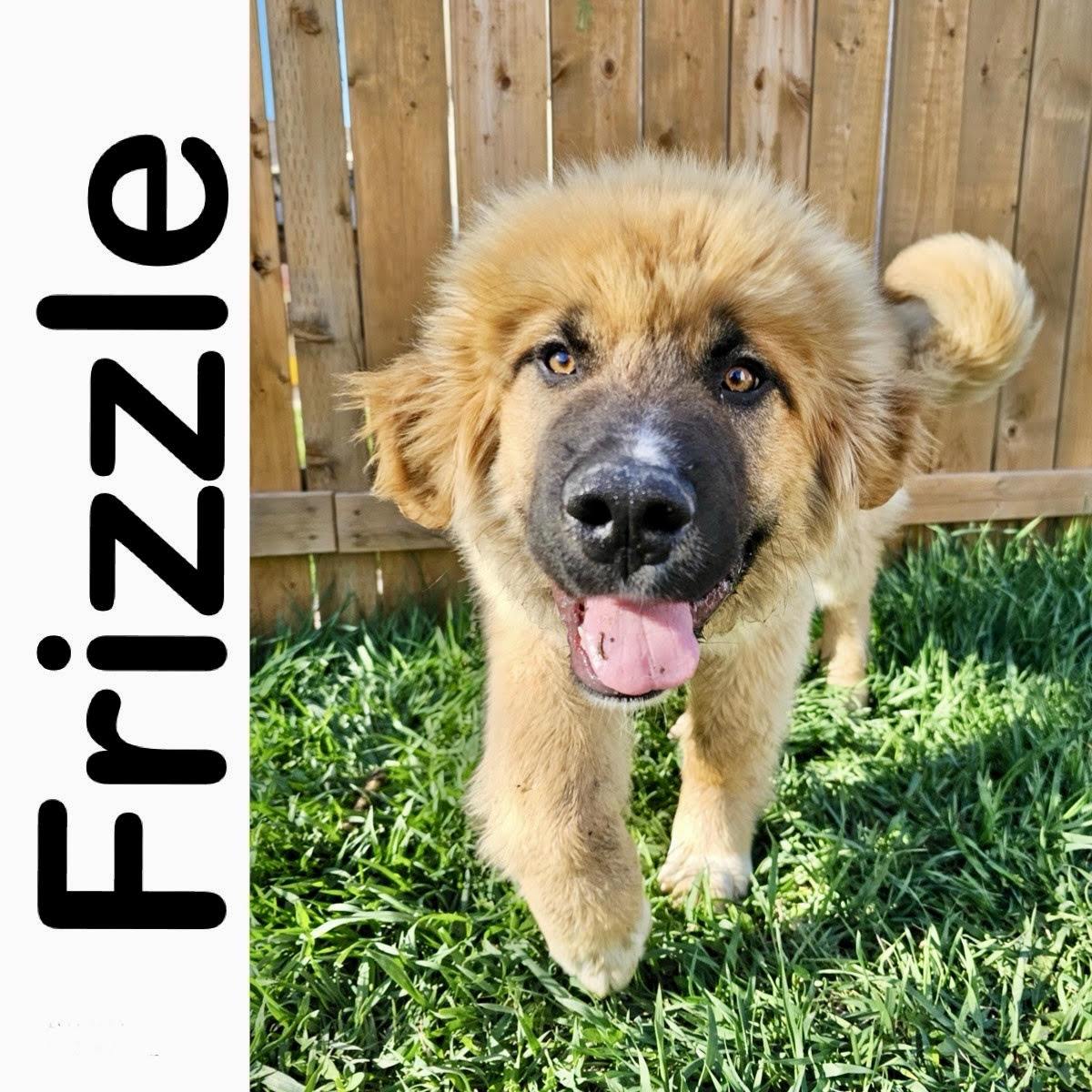 Frizzle - Manitoba Mutts Dog Rescue