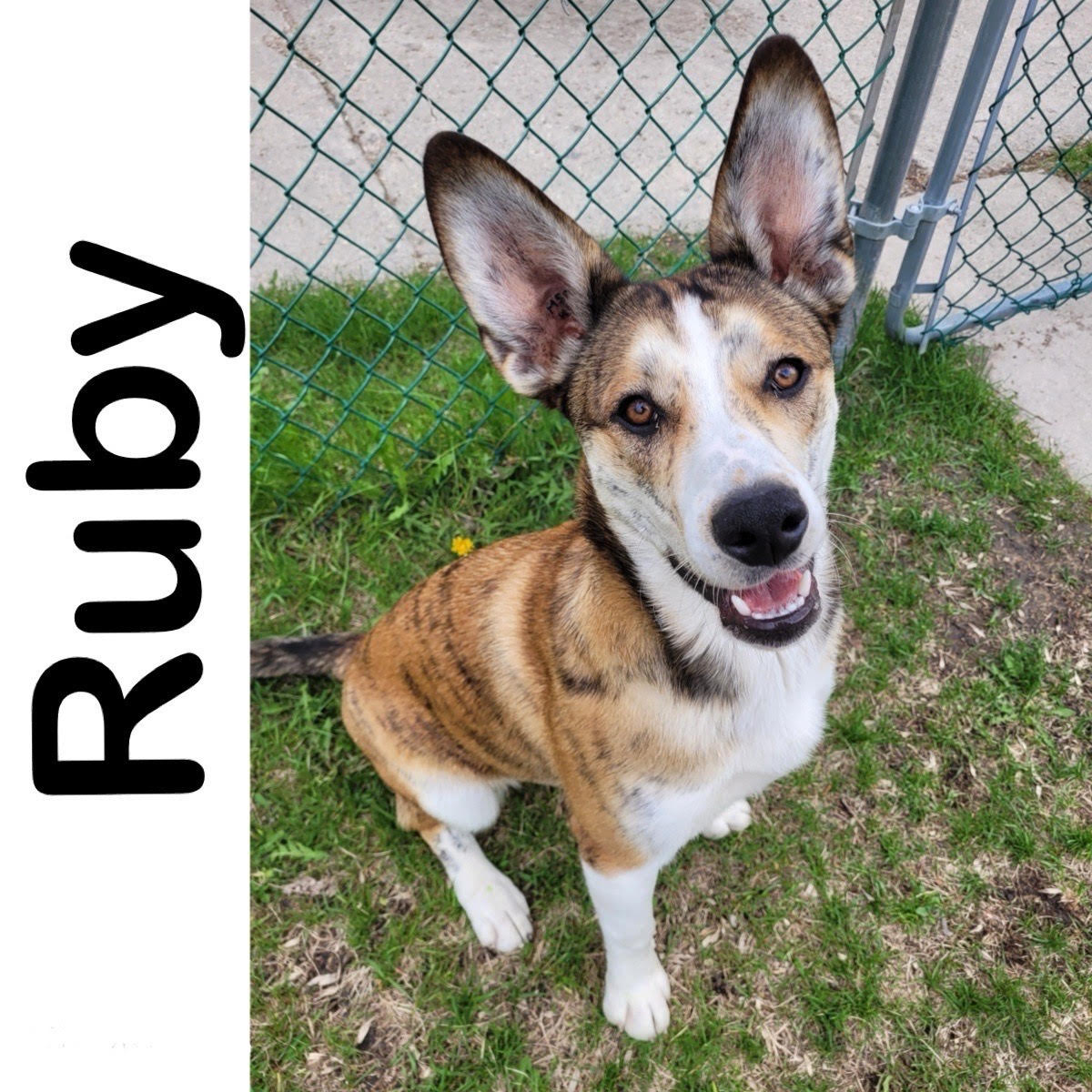 Ruby - Manitoba Mutts Dog Rescue