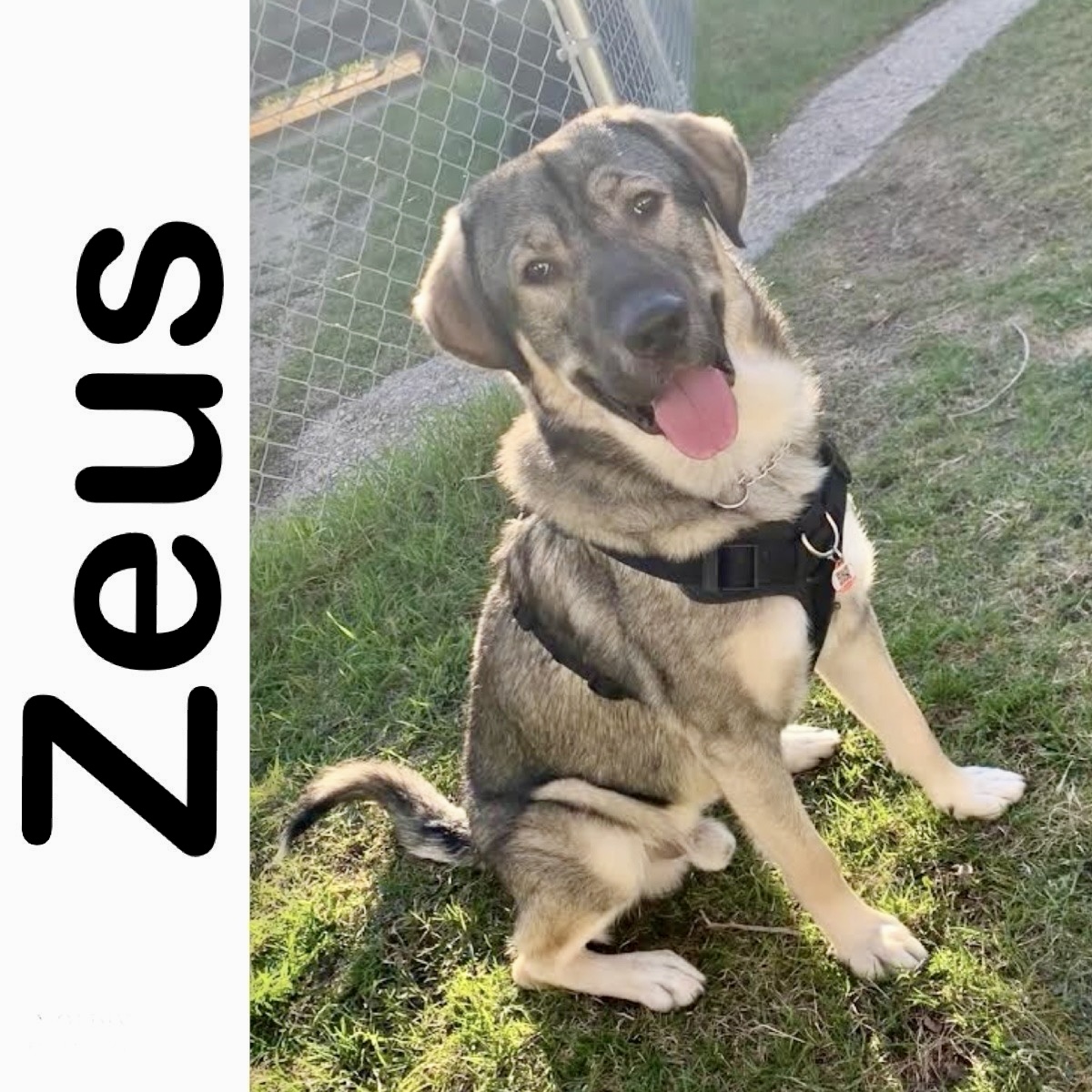 Zeus- ADOPTION FEE SPONSORED - Manitoba Mutts Dog Rescue