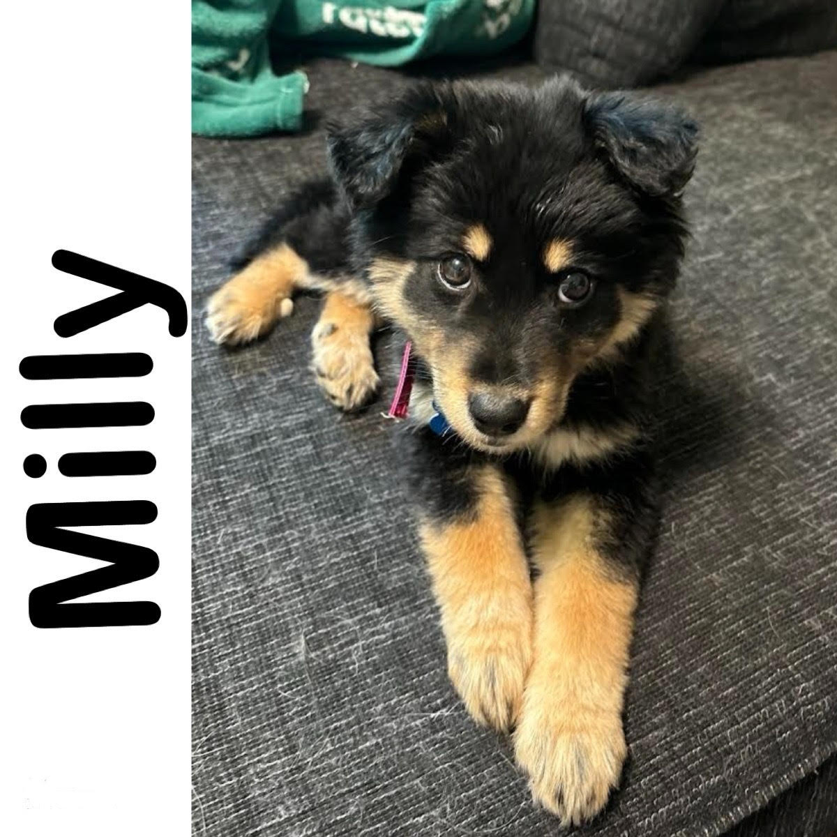 Milly - Manitoba Mutts Dog Rescue