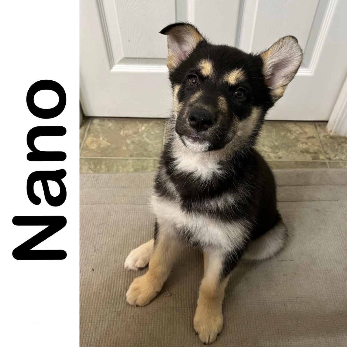 Nano - Manitoba Mutts Dog Rescue
