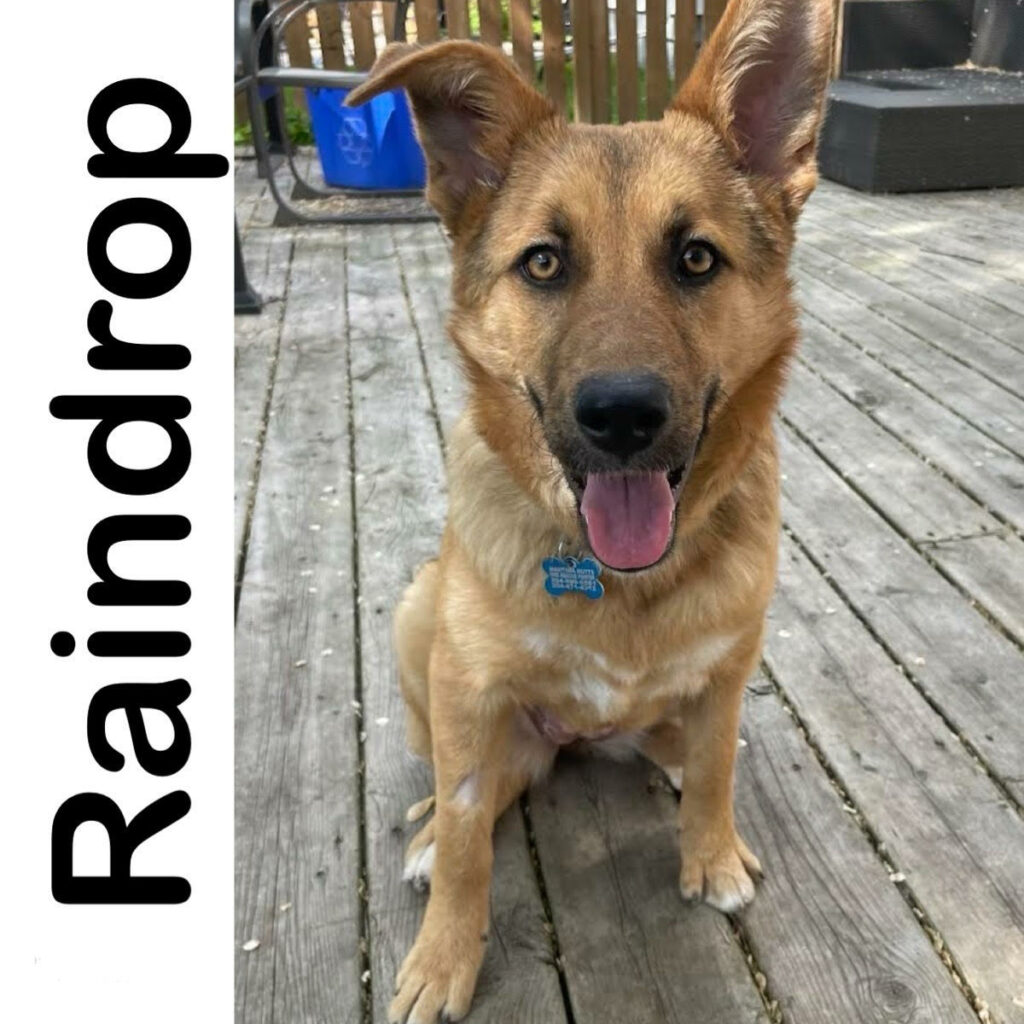 Adoptable Dogs - Manitoba Mutts Dog Rescue