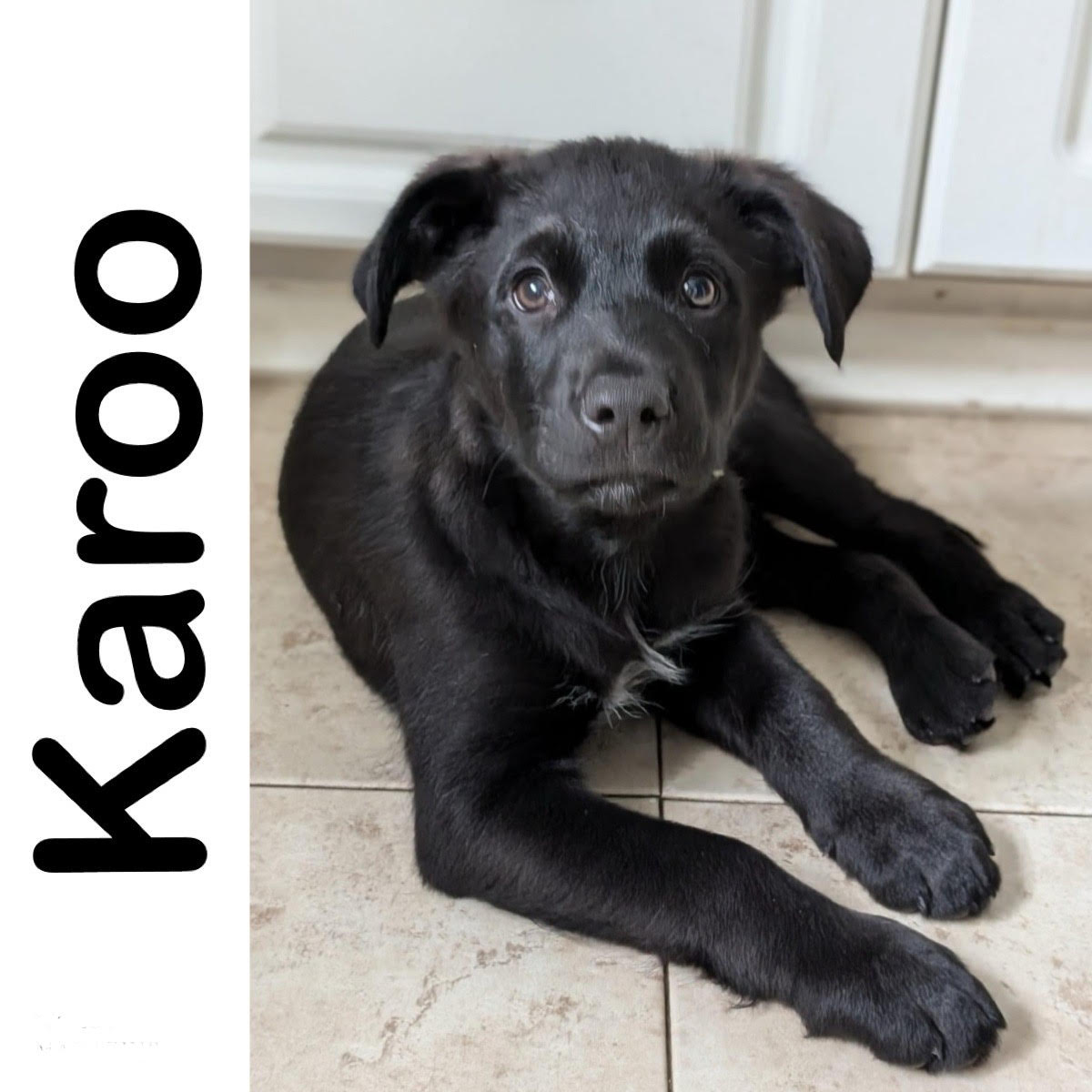 Adoptable Dogs - Manitoba Mutts Dog Rescue