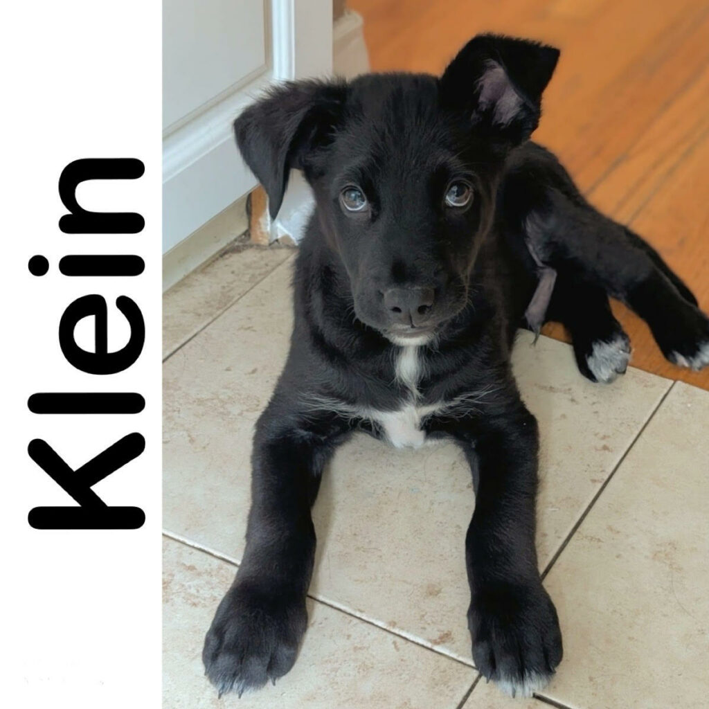 Adoptable Dogs - Manitoba Mutts Dog Rescue