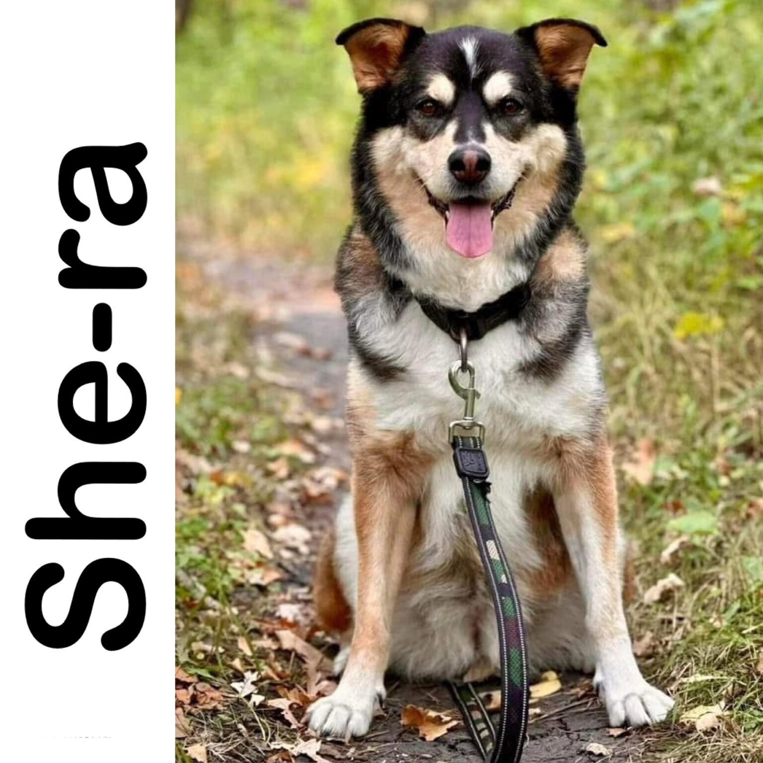 Adoptable Dogs - Manitoba Mutts Dog Rescue