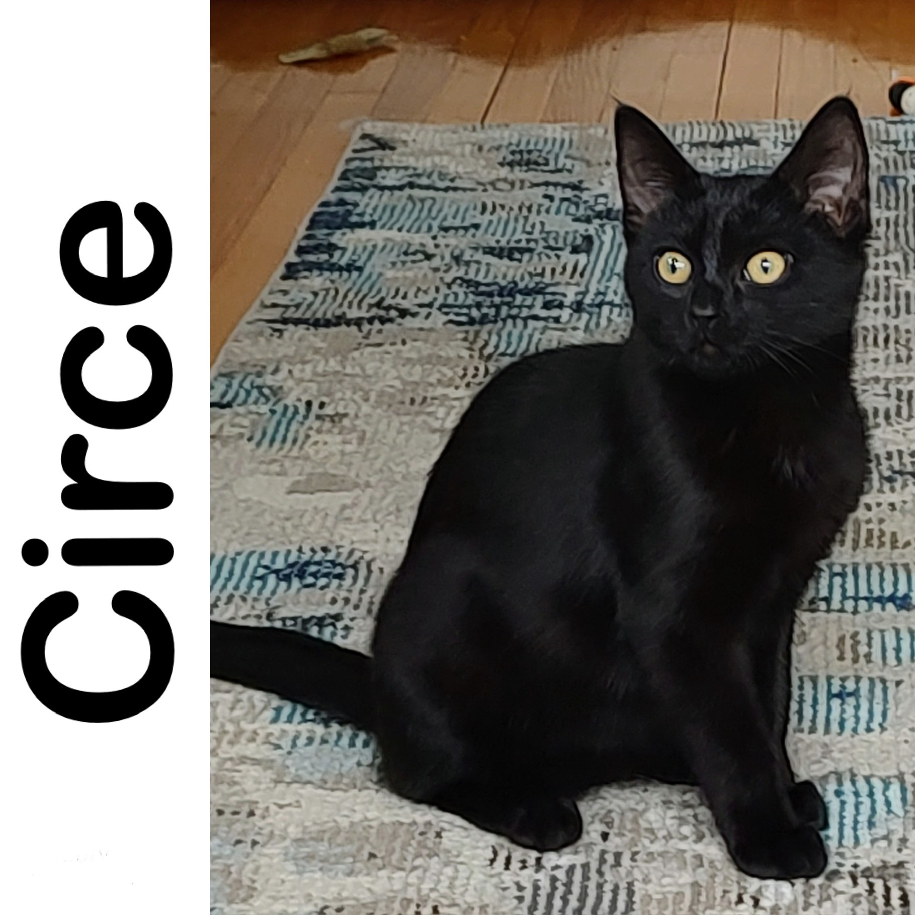 Circe - Manitoba Mutts Dog Rescue