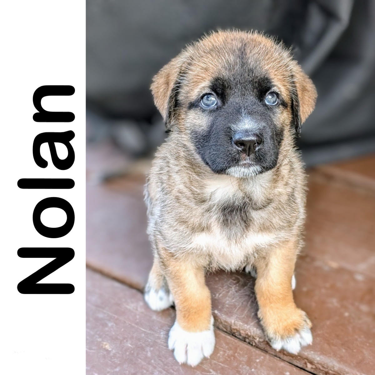 Nolan - Manitoba Mutts Dog Rescue
