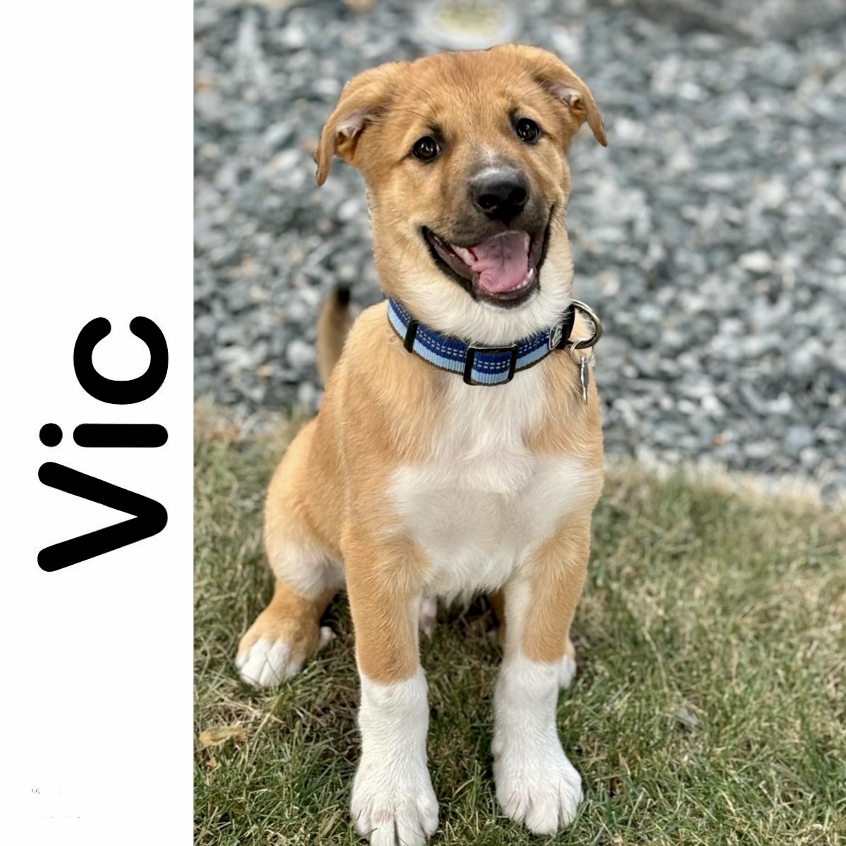 Vic - Manitoba Mutts Dog Rescue