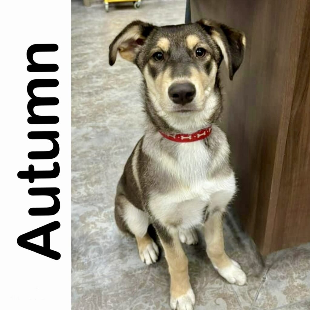 Adoptable Dogs - Manitoba Mutts Dog Rescue