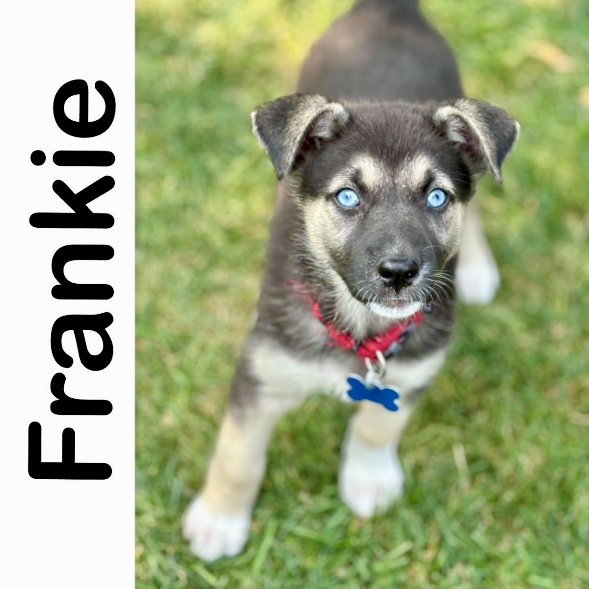 Frankie - Manitoba Mutts Dog Rescue