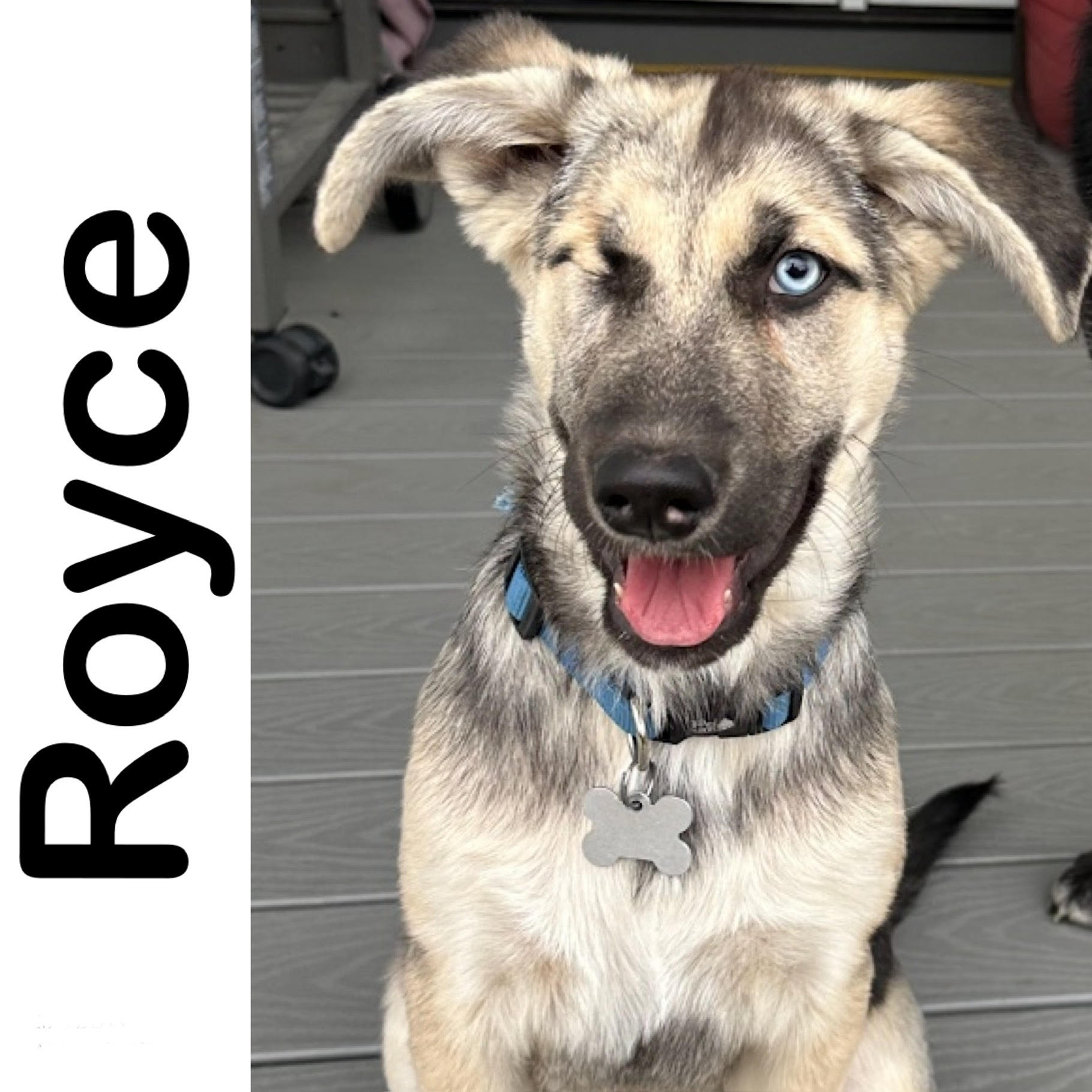 Royce - Manitoba Mutts Dog Rescue