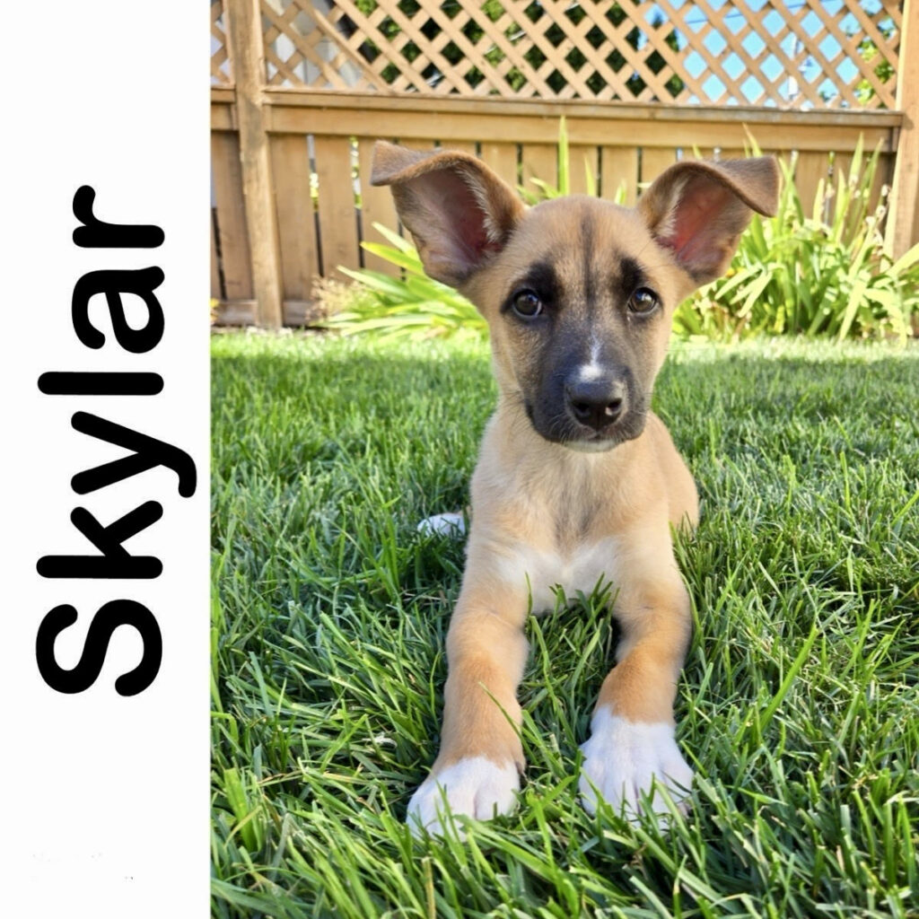 Adoptable Dogs - Manitoba Mutts Dog Rescue