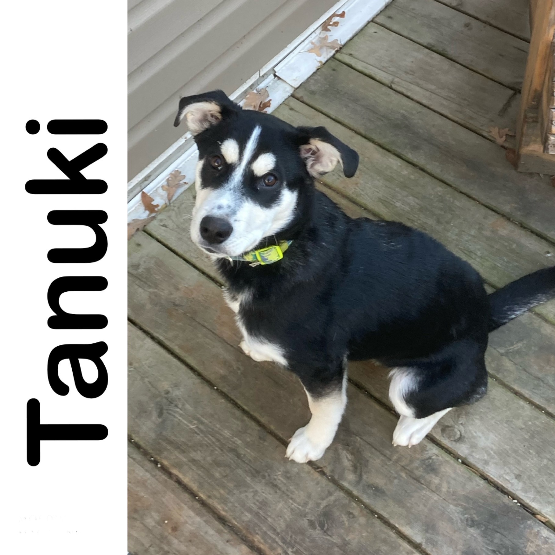 Adoptable Dogs - Manitoba Mutts Dog Rescue