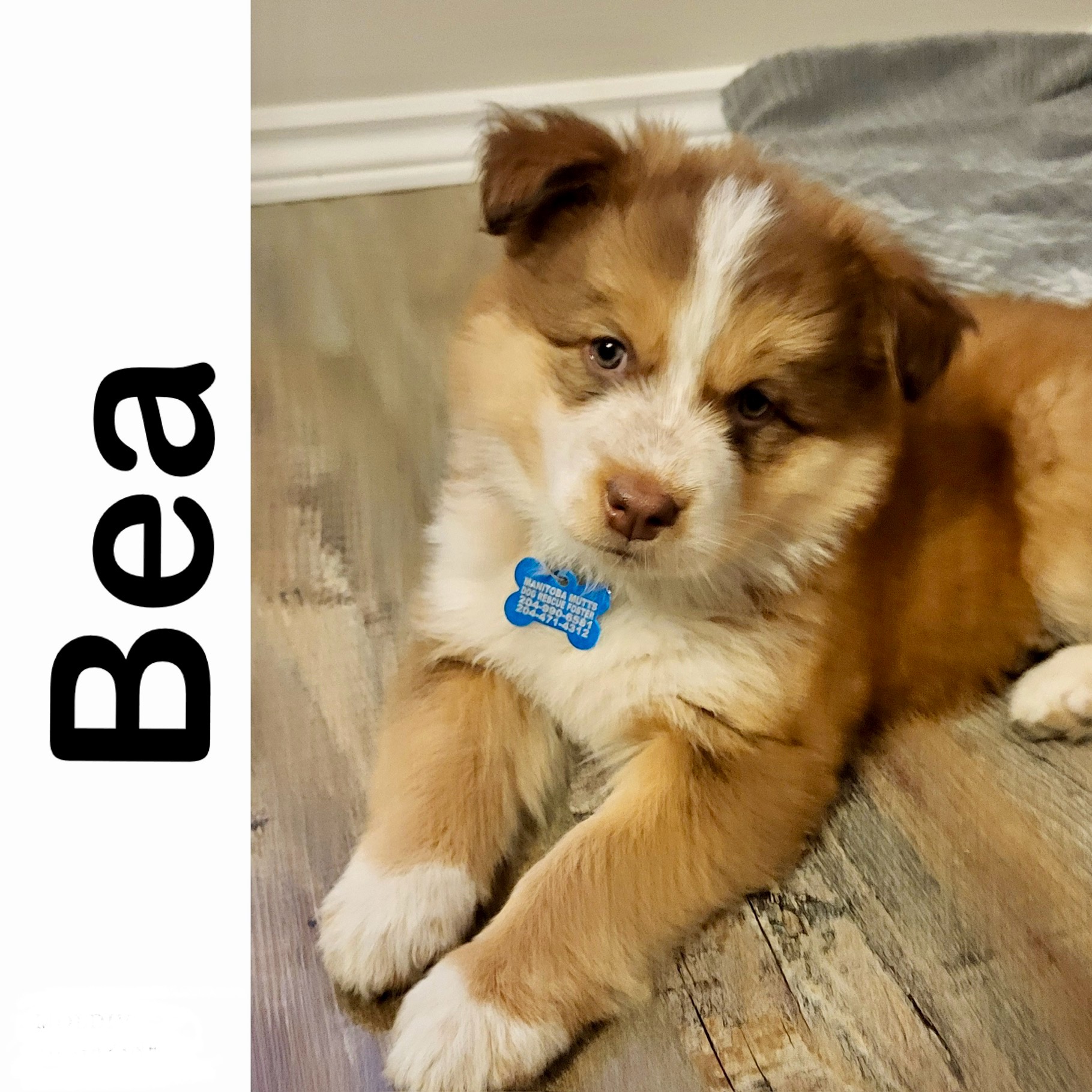 Bea - Manitoba Mutts Dog Rescue