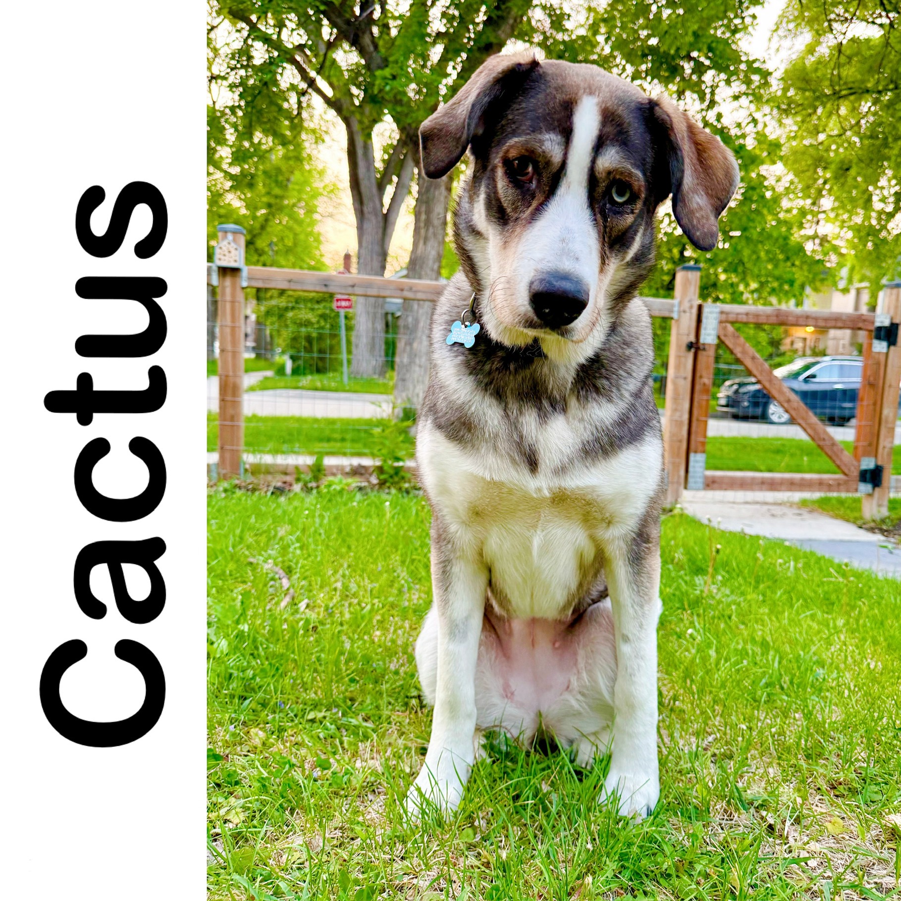 Adoptable Dogs - Manitoba Mutts Dog Rescue