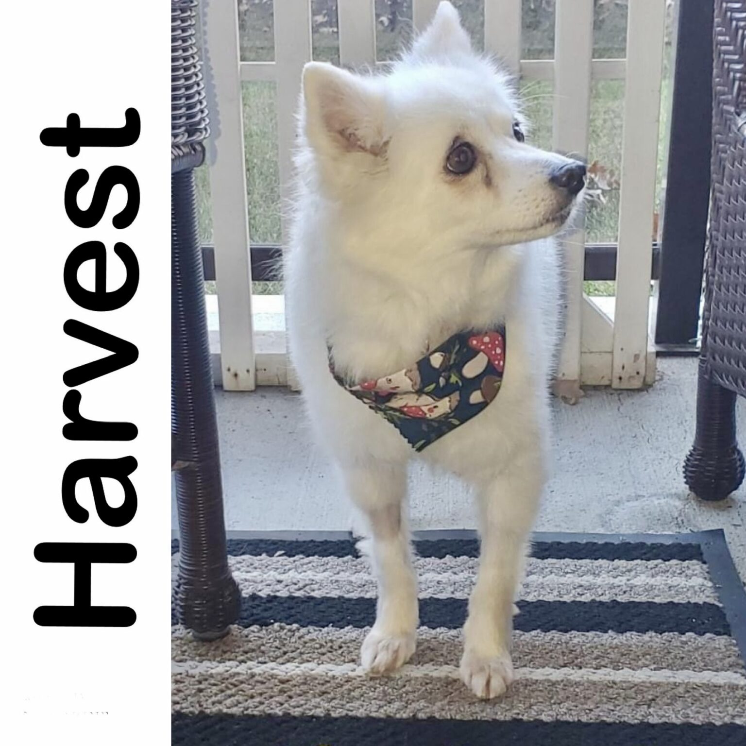 Adoptable Dogs - Manitoba Mutts Dog Rescue