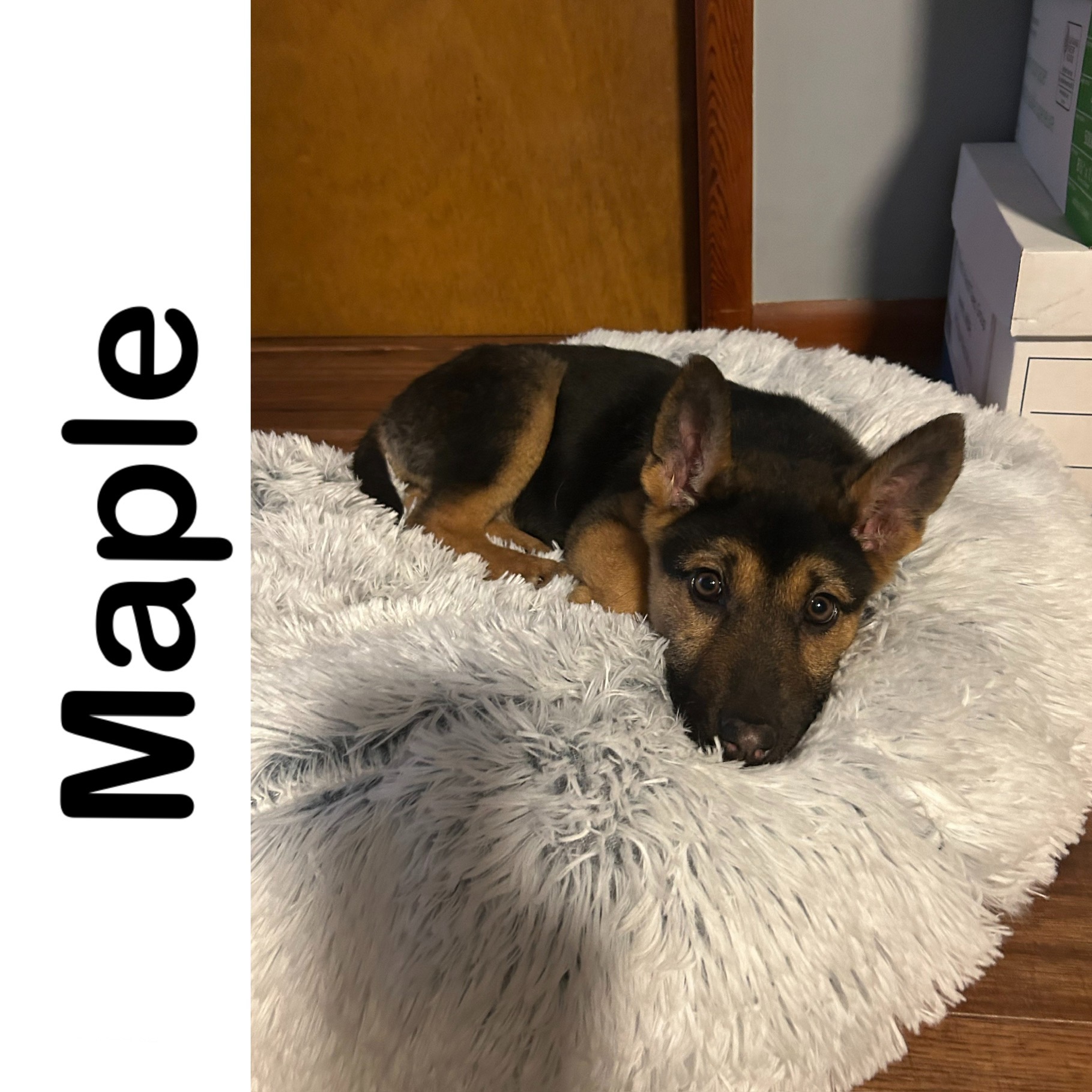 Maple - Manitoba Mutts Dog Rescue