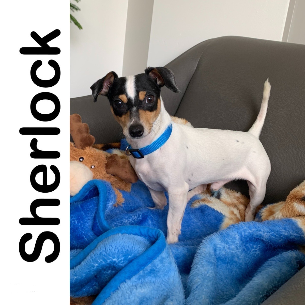 Sherlock Bones - Manitoba Mutts Dog Rescue