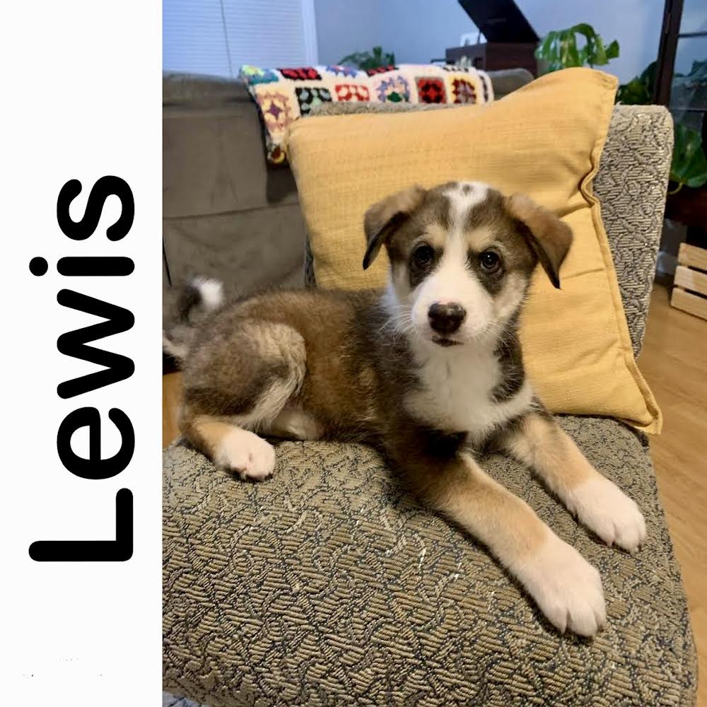 Lewis - Manitoba Mutts Dog Rescue