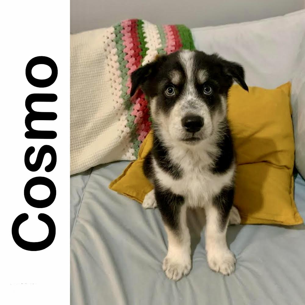 Cosmo - Manitoba Mutts Dog Rescue