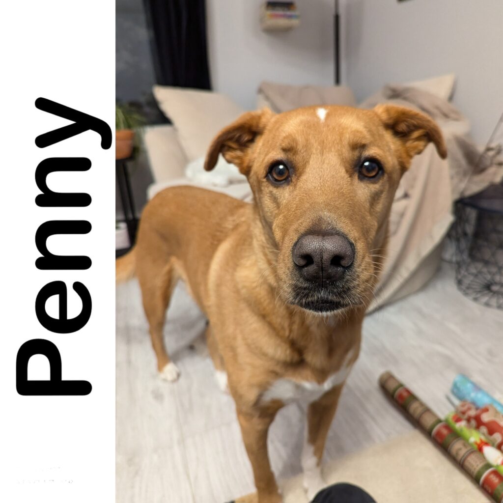 Penny - Manitoba Mutts Dog Rescue