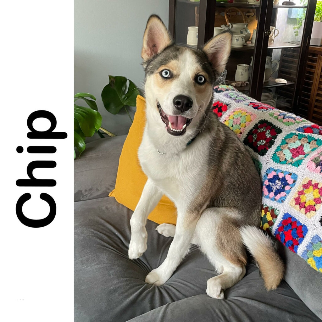 Adoptable Dogs - Manitoba Mutts Dog Rescue