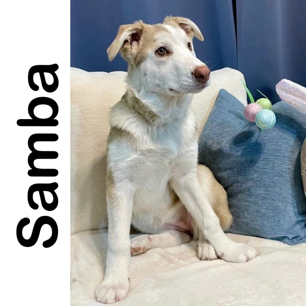 Adoptable Dogs - Manitoba Mutts Dog Rescue