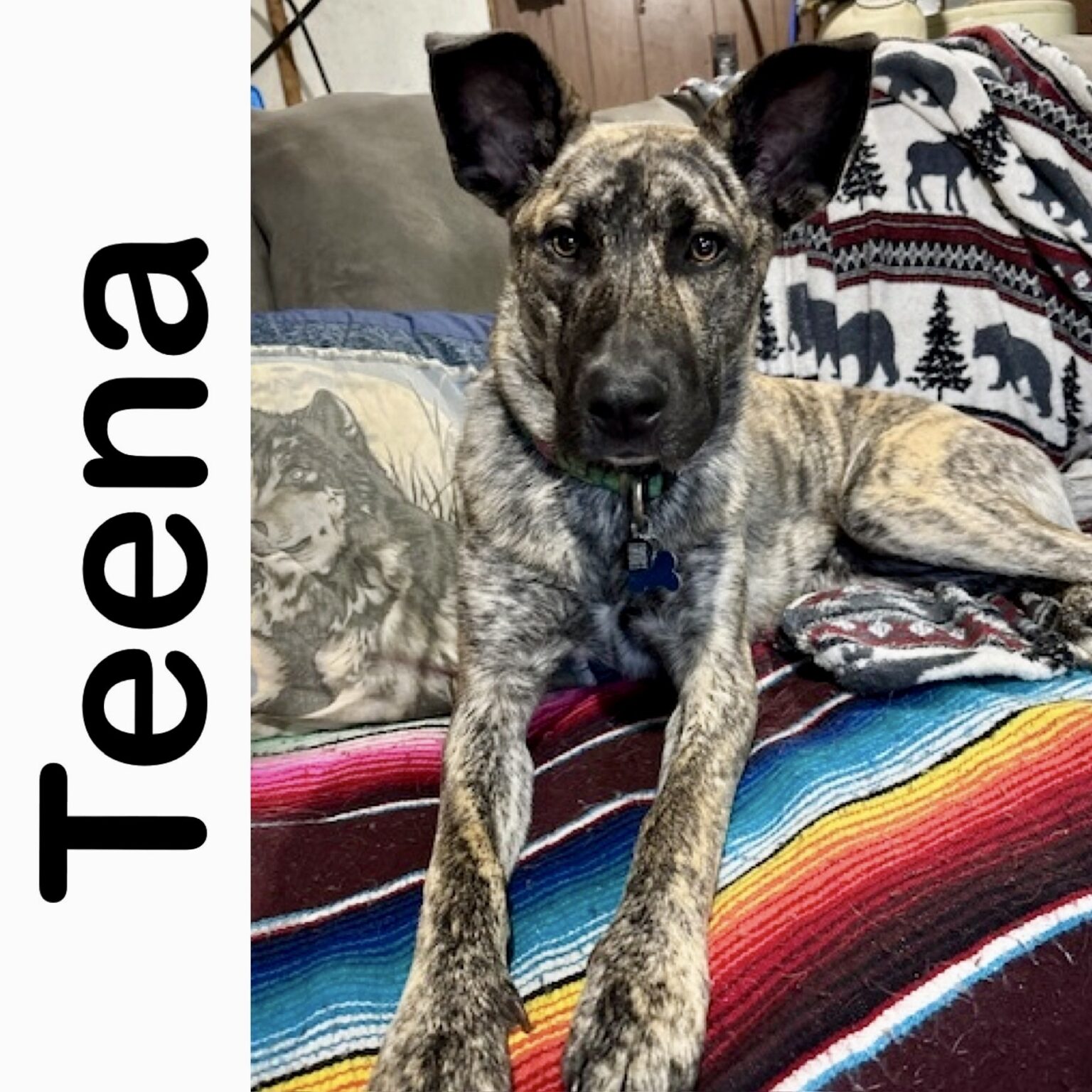 Adoptable Dogs - Manitoba Mutts Dog Rescue