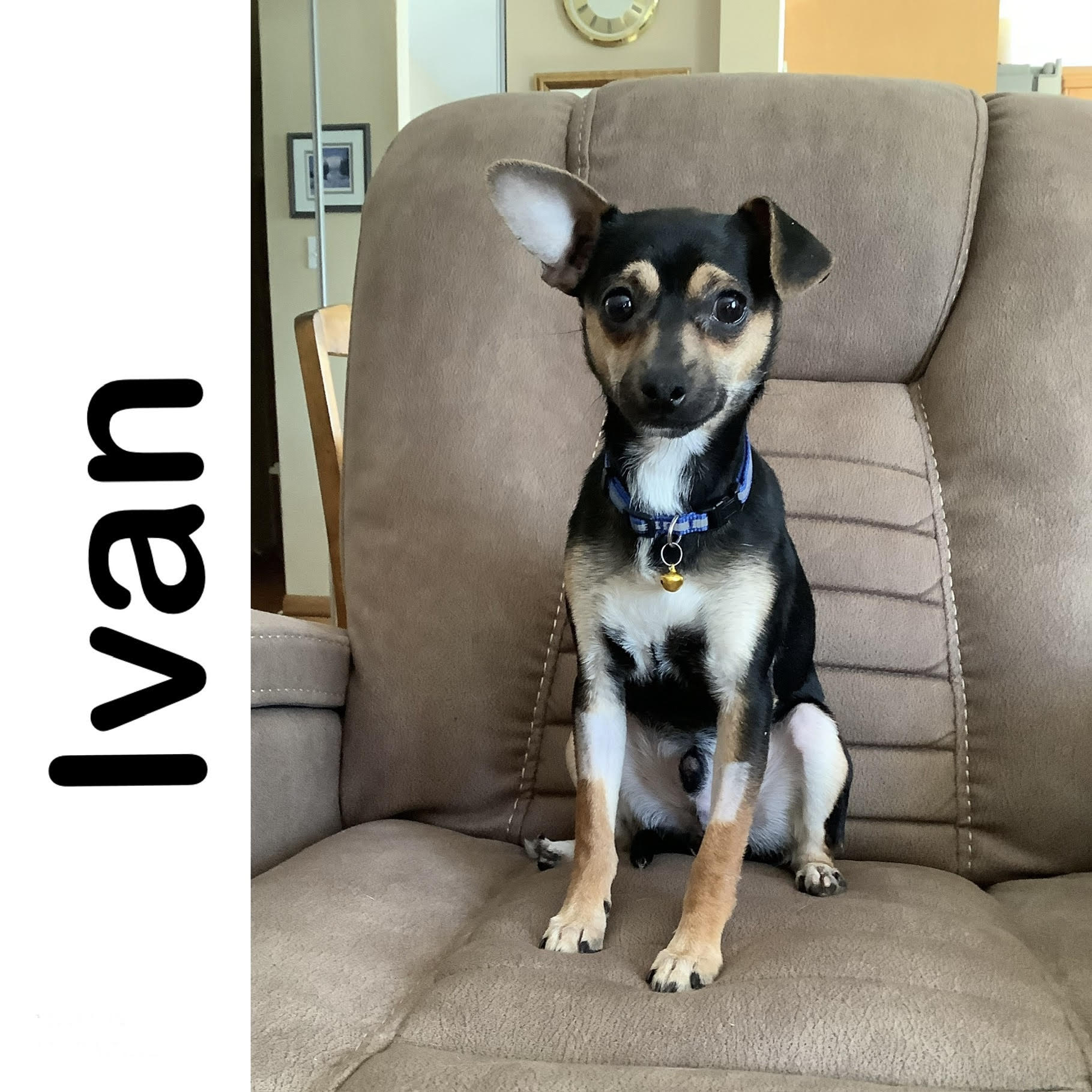 Ivan - Manitoba Mutts Dog Rescue