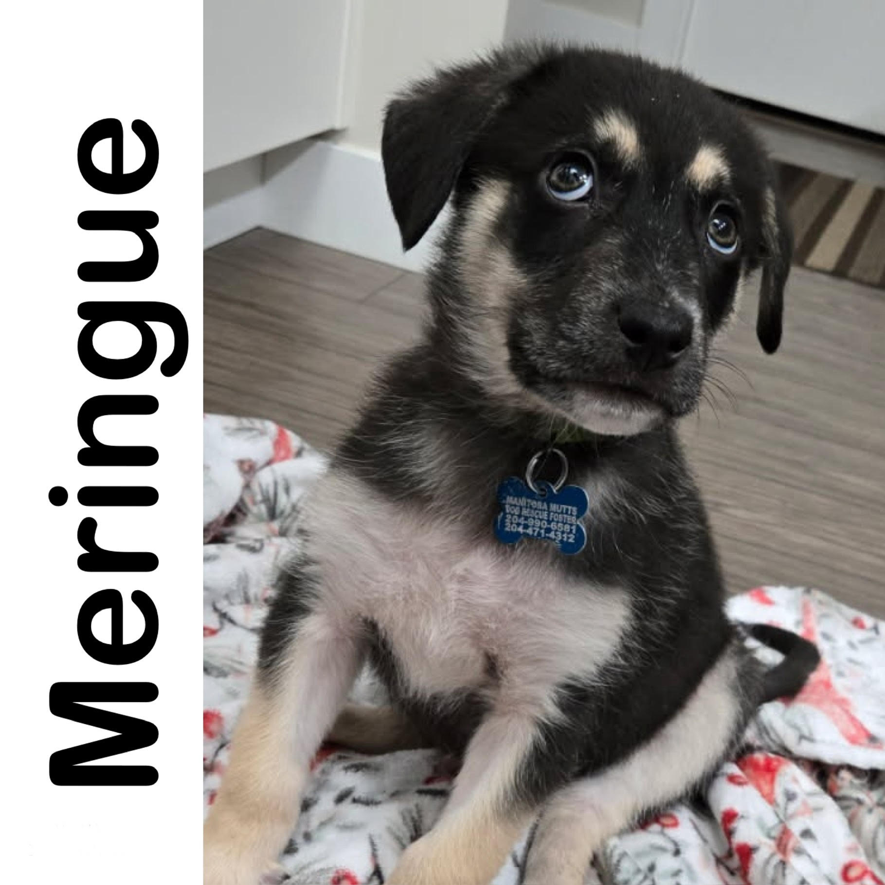 Meringue - Manitoba Mutts Dog Rescue