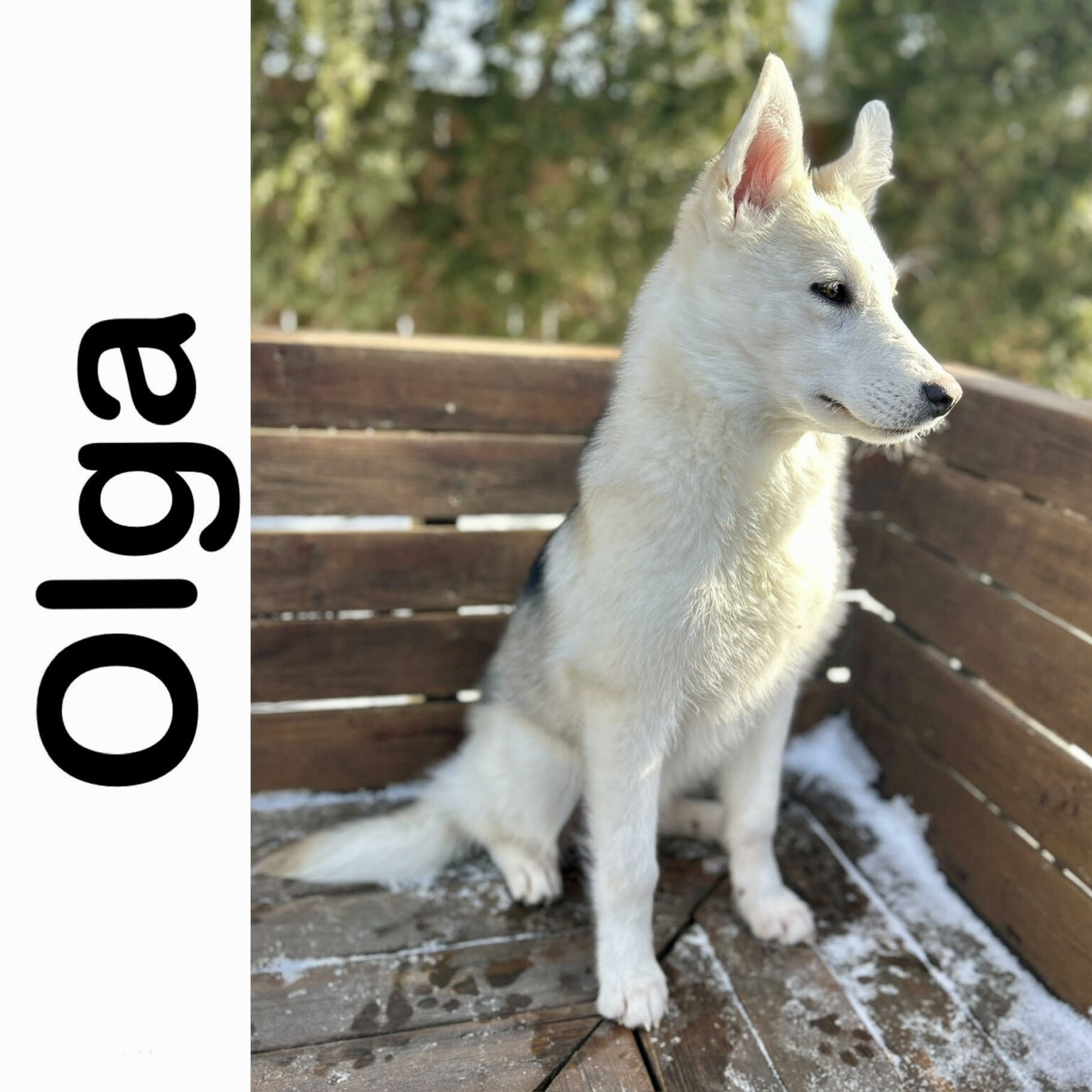 Adoptable Dogs - Manitoba Mutts Dog Rescue