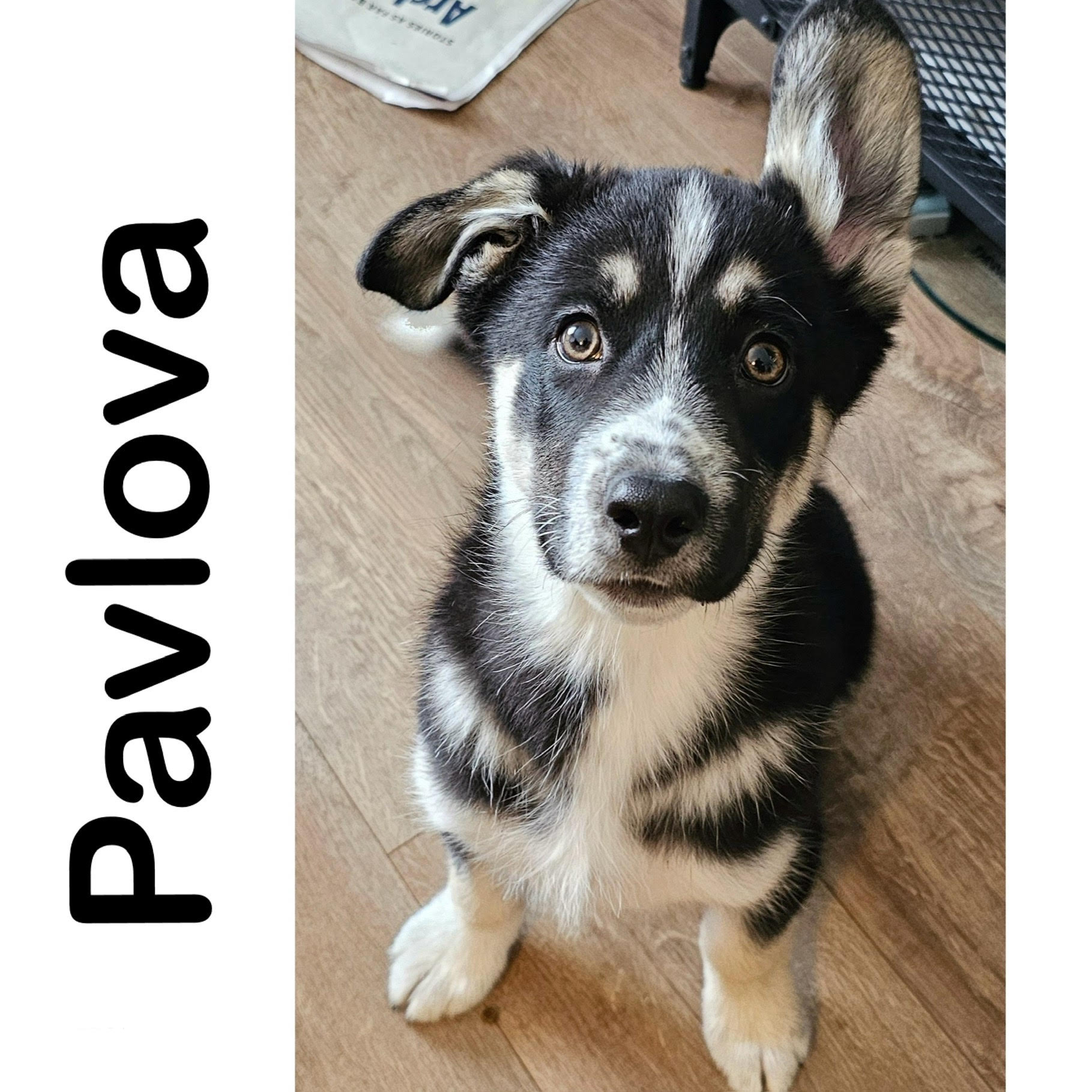 Pavlova - Manitoba Mutts Dog Rescue