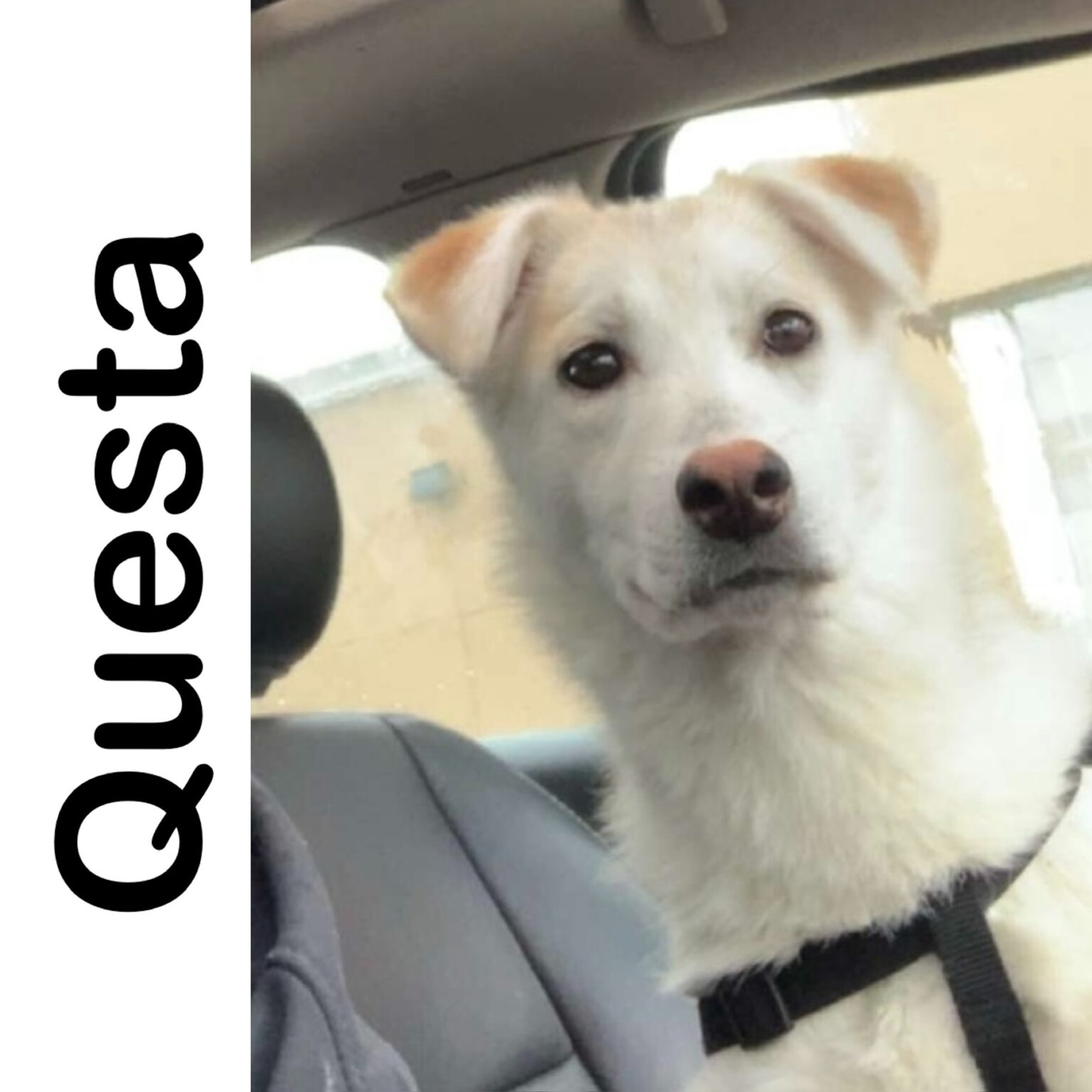 Adoptable Dogs - Manitoba Mutts Dog Rescue