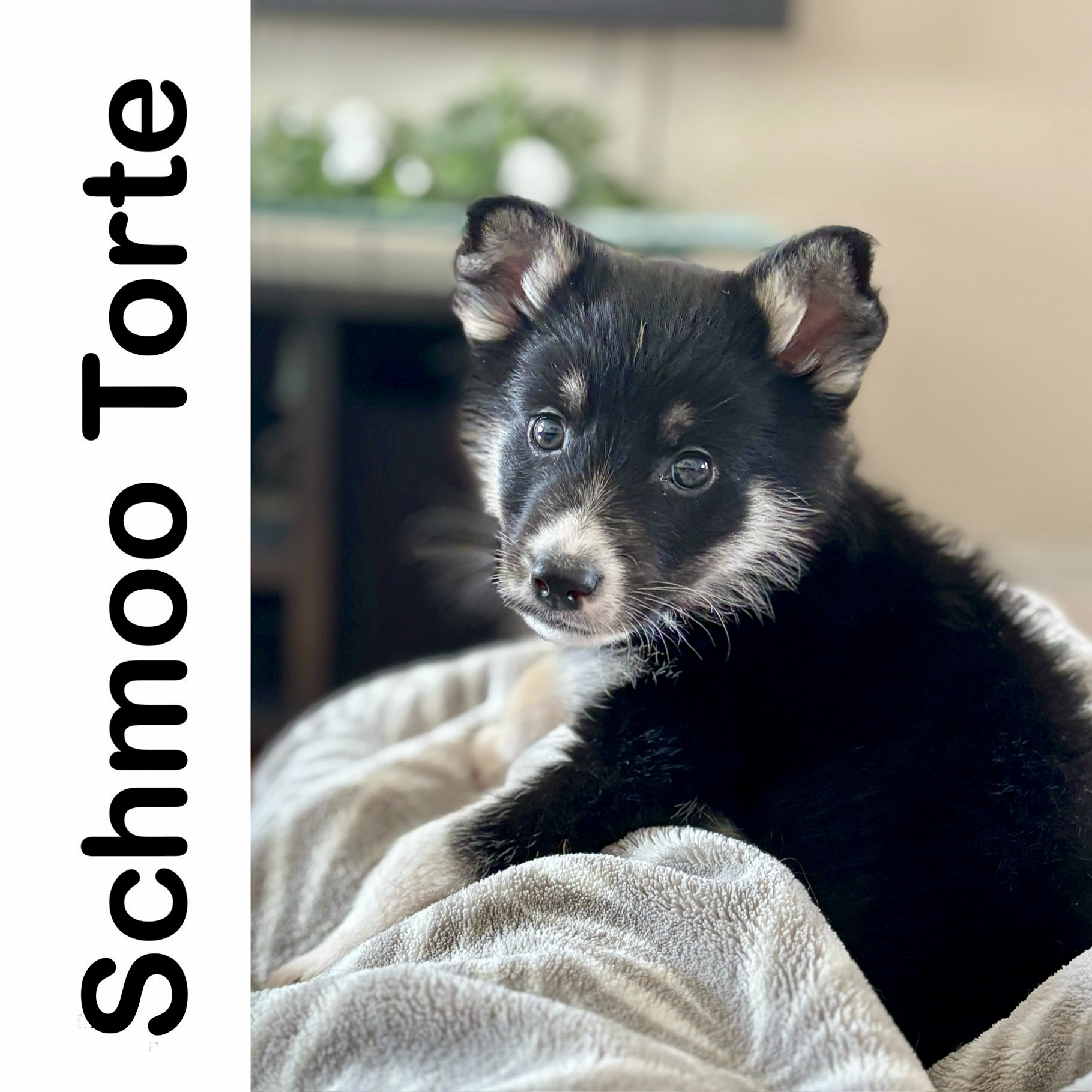 Schmoo Torte - Manitoba Mutts Dog Rescue