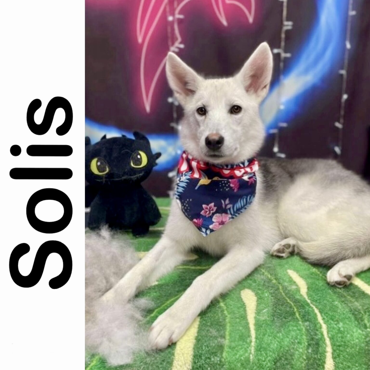 Solis - Manitoba Mutts Dog Rescue