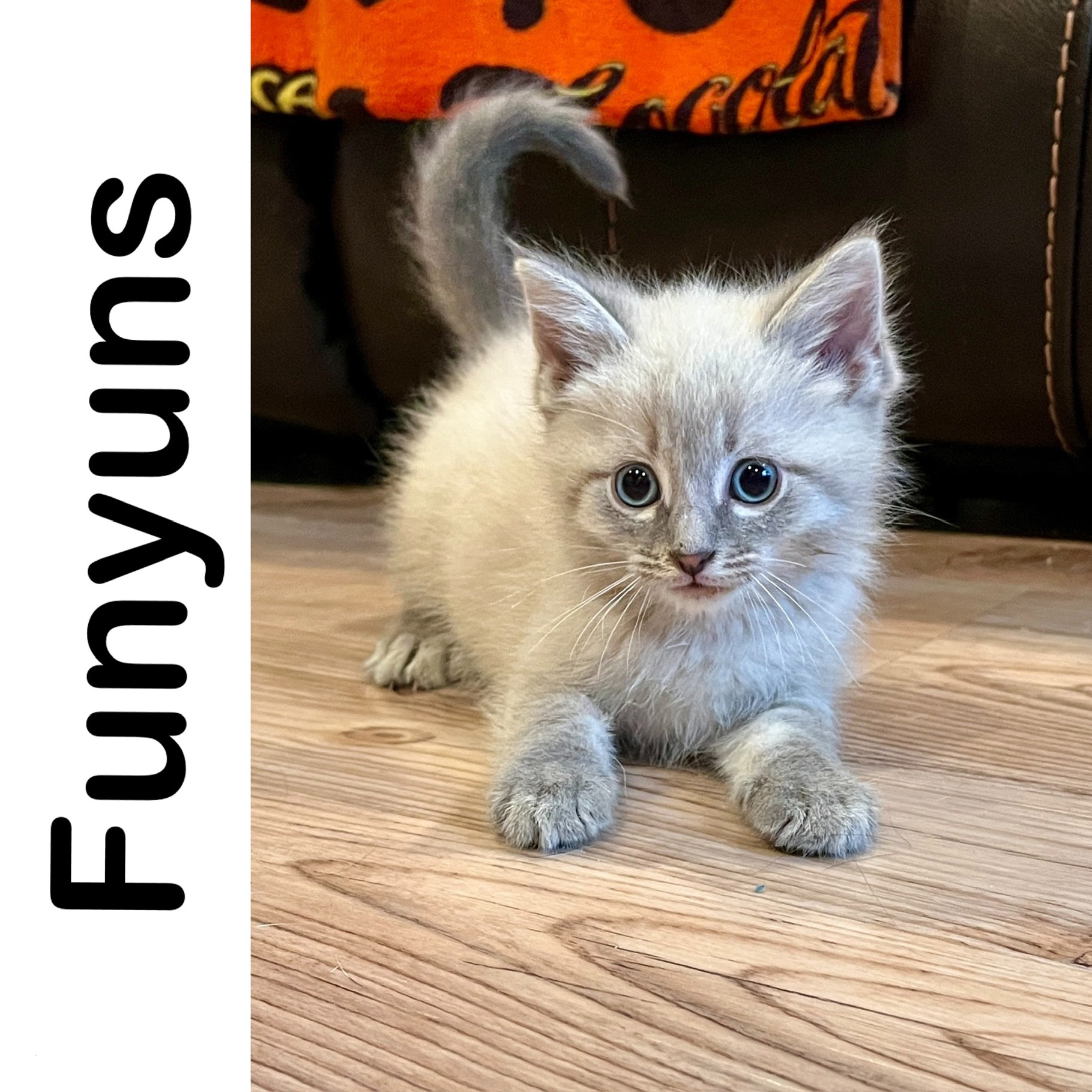 Funyuns - Manitoba Mutts Dog Rescue