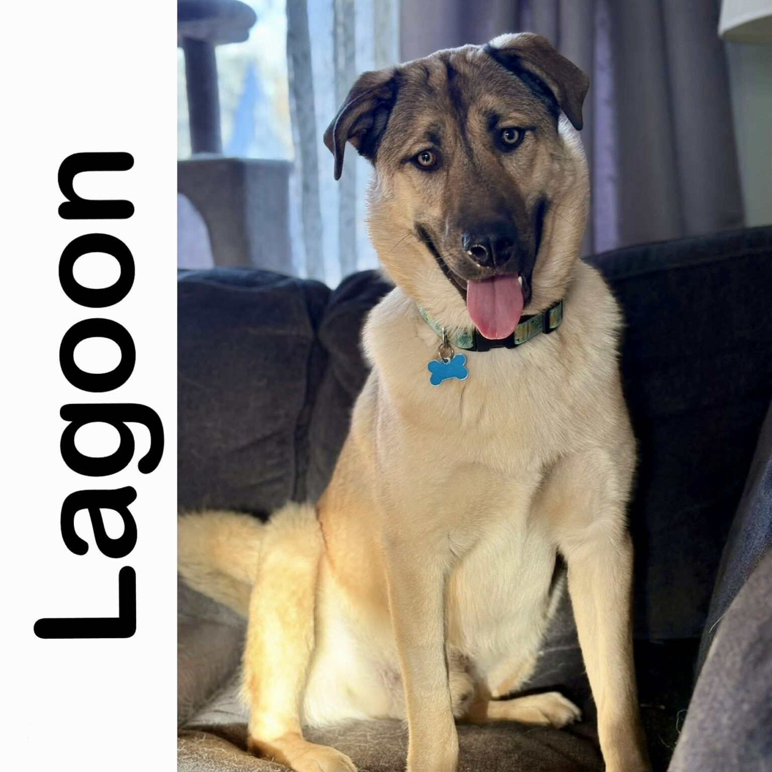 Adoptable Dogs - Manitoba Mutts Dog Rescue