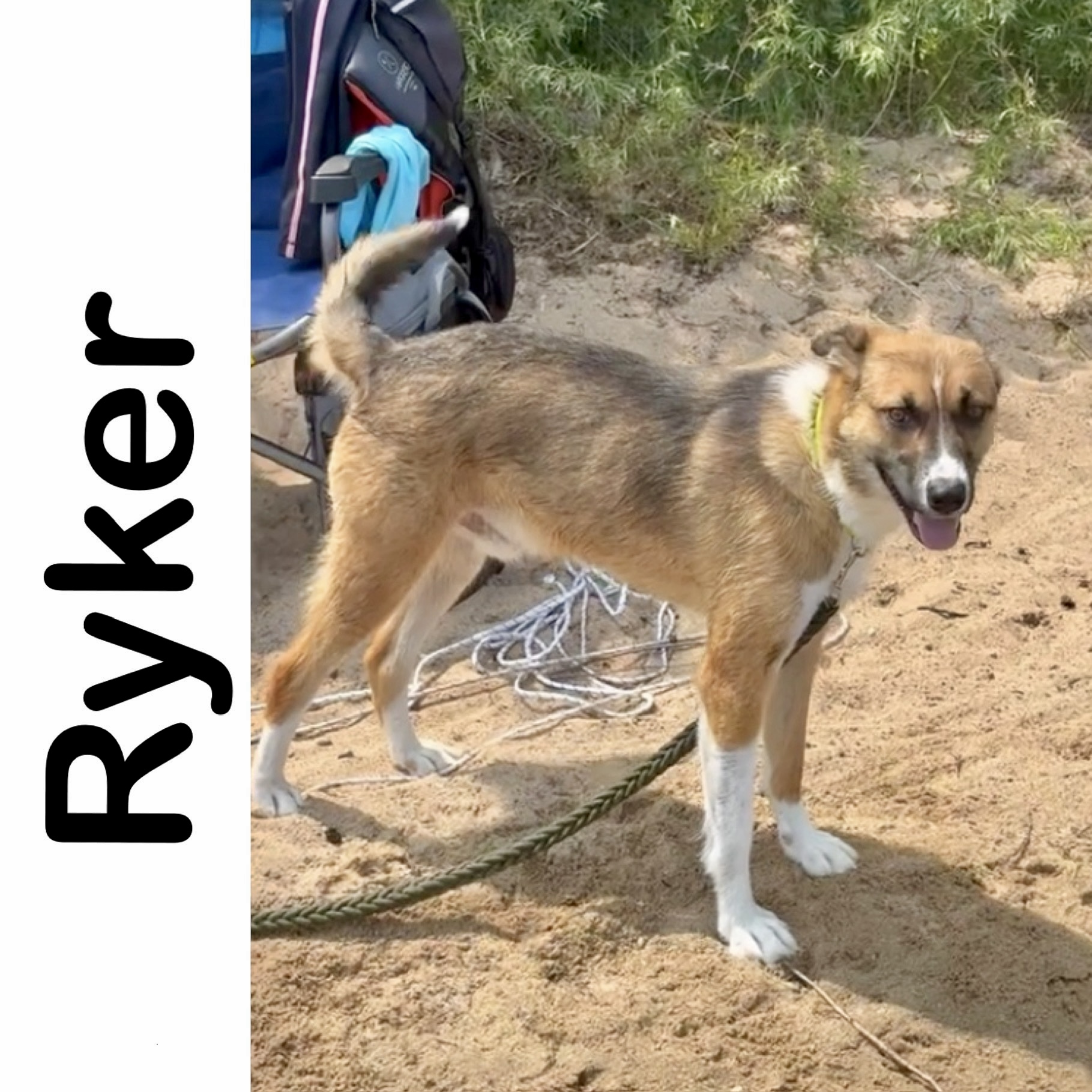 Ryker - Manitoba Mutts Dog Rescue