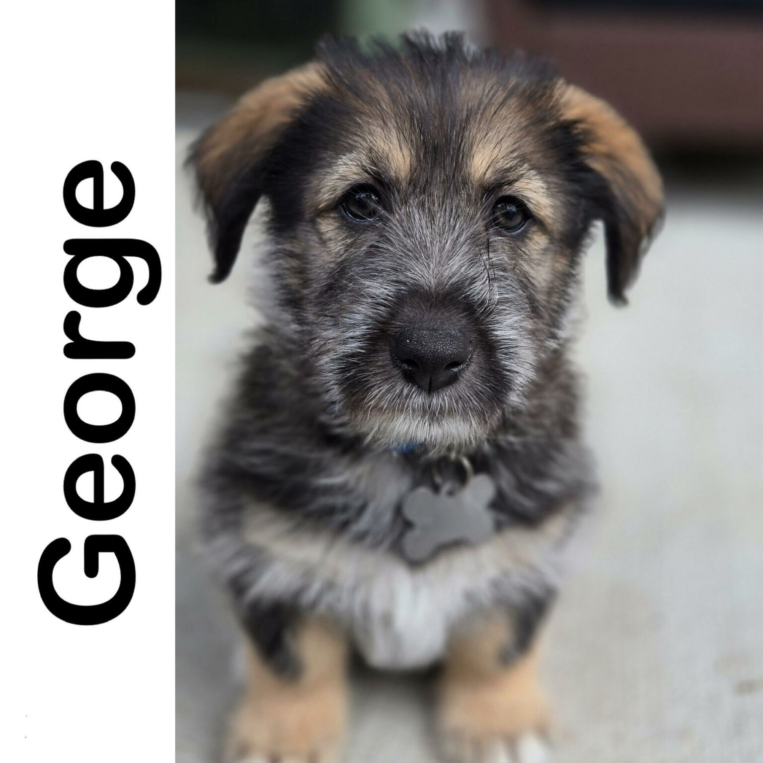 Adoptable Dogs - Manitoba Mutts Dog Rescue