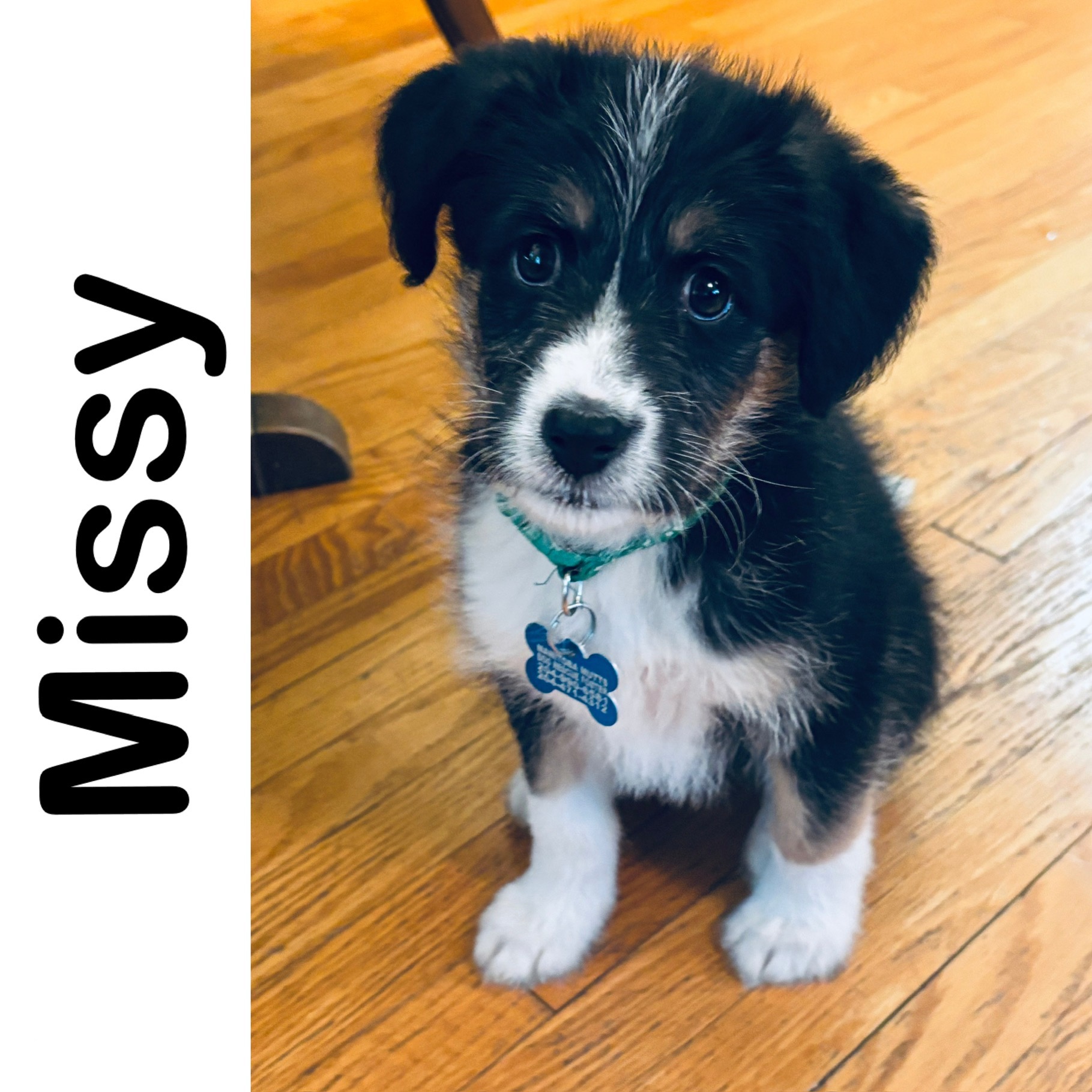 Missy - Manitoba Mutts Dog Rescue