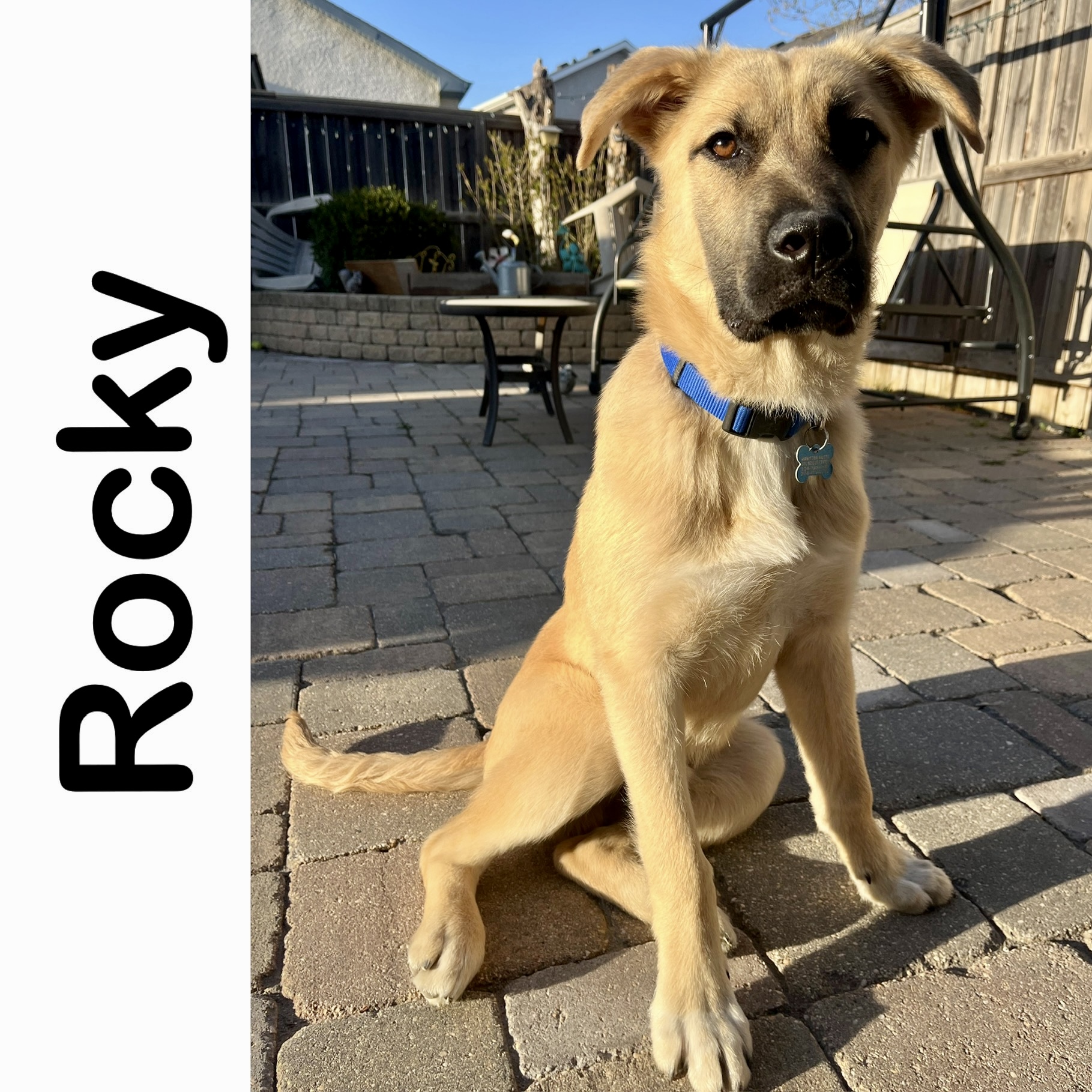 Rocky - Manitoba Mutts Dog Rescue