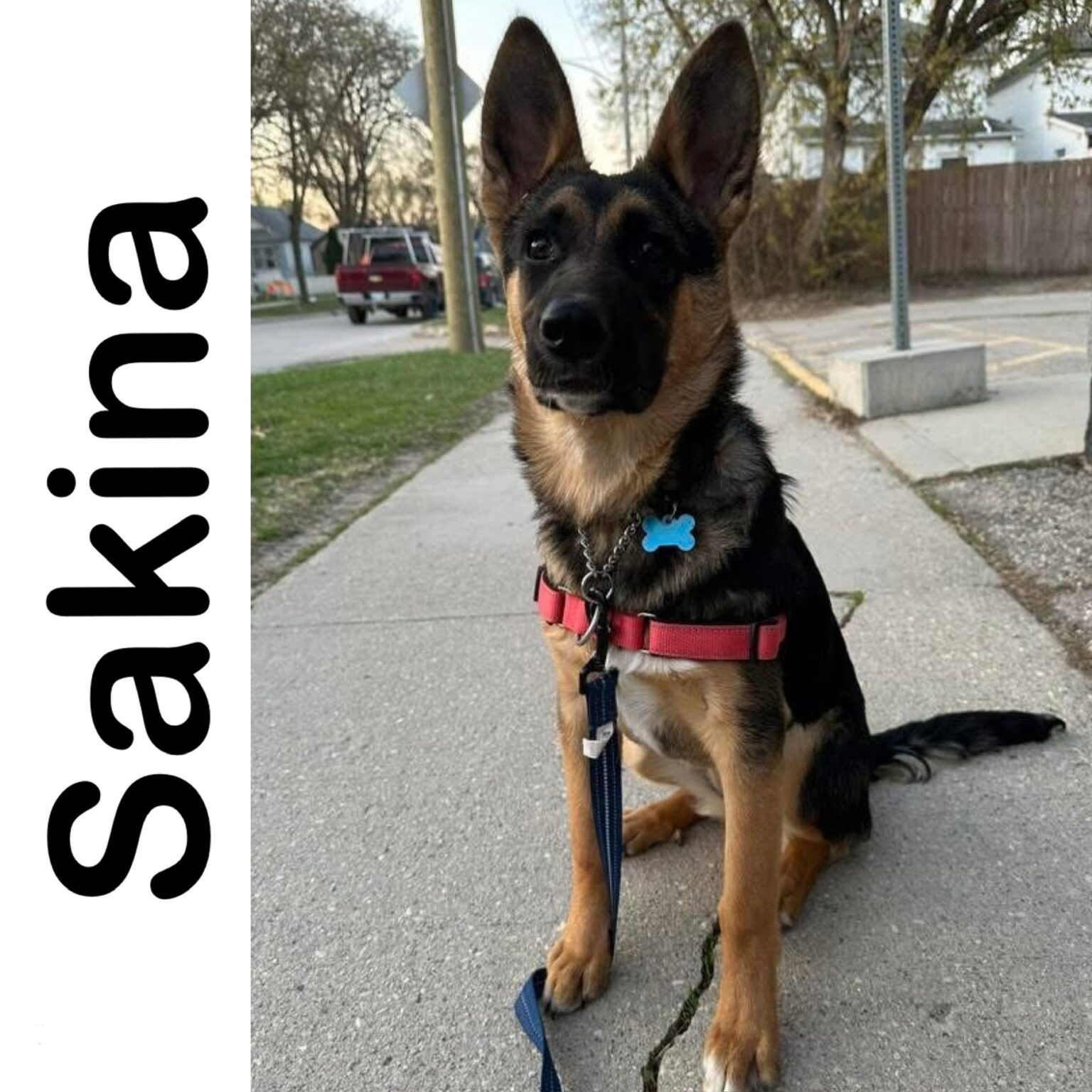 Adoptable Dogs - Manitoba Mutts Dog Rescue