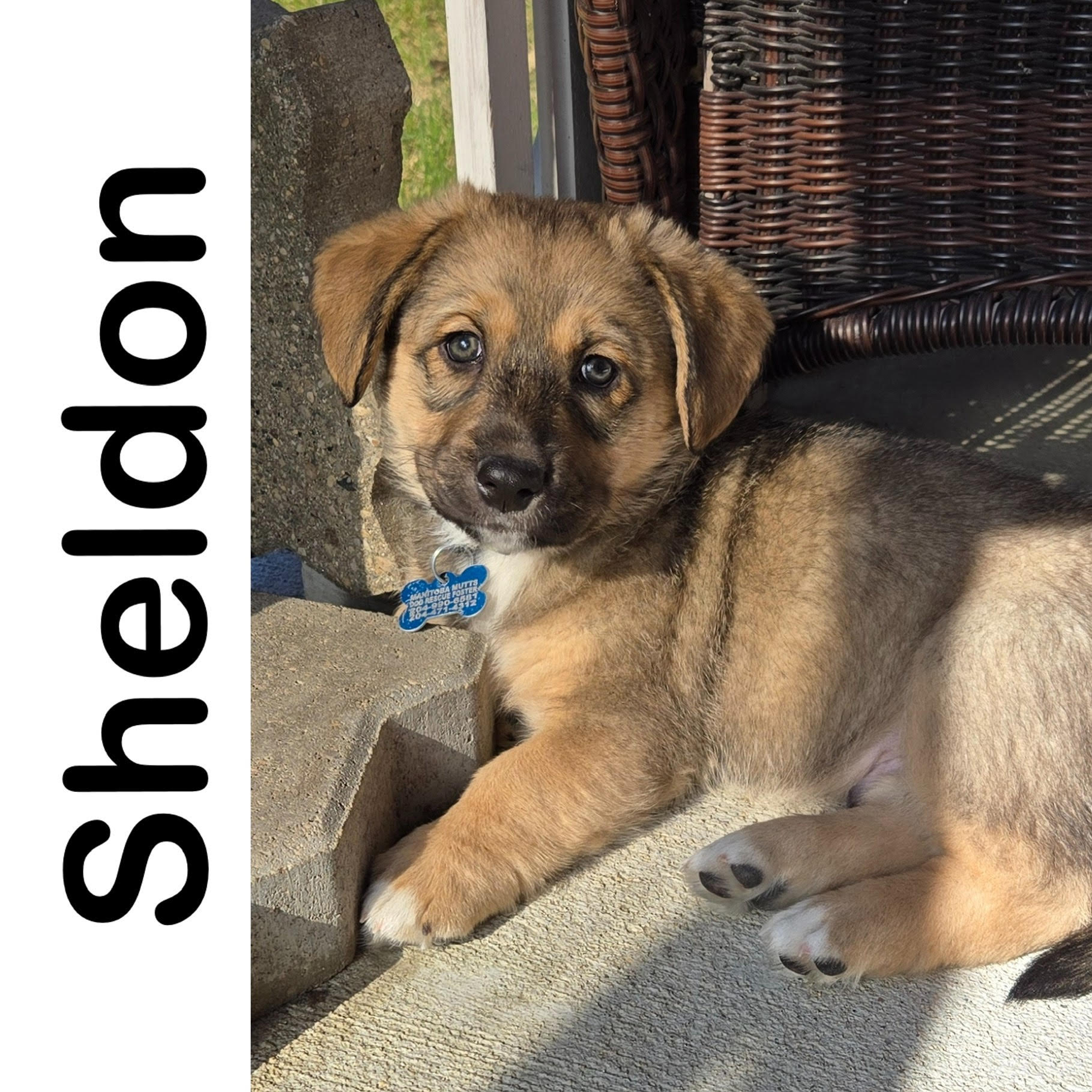 Sheldon - Manitoba Mutts Dog Rescue